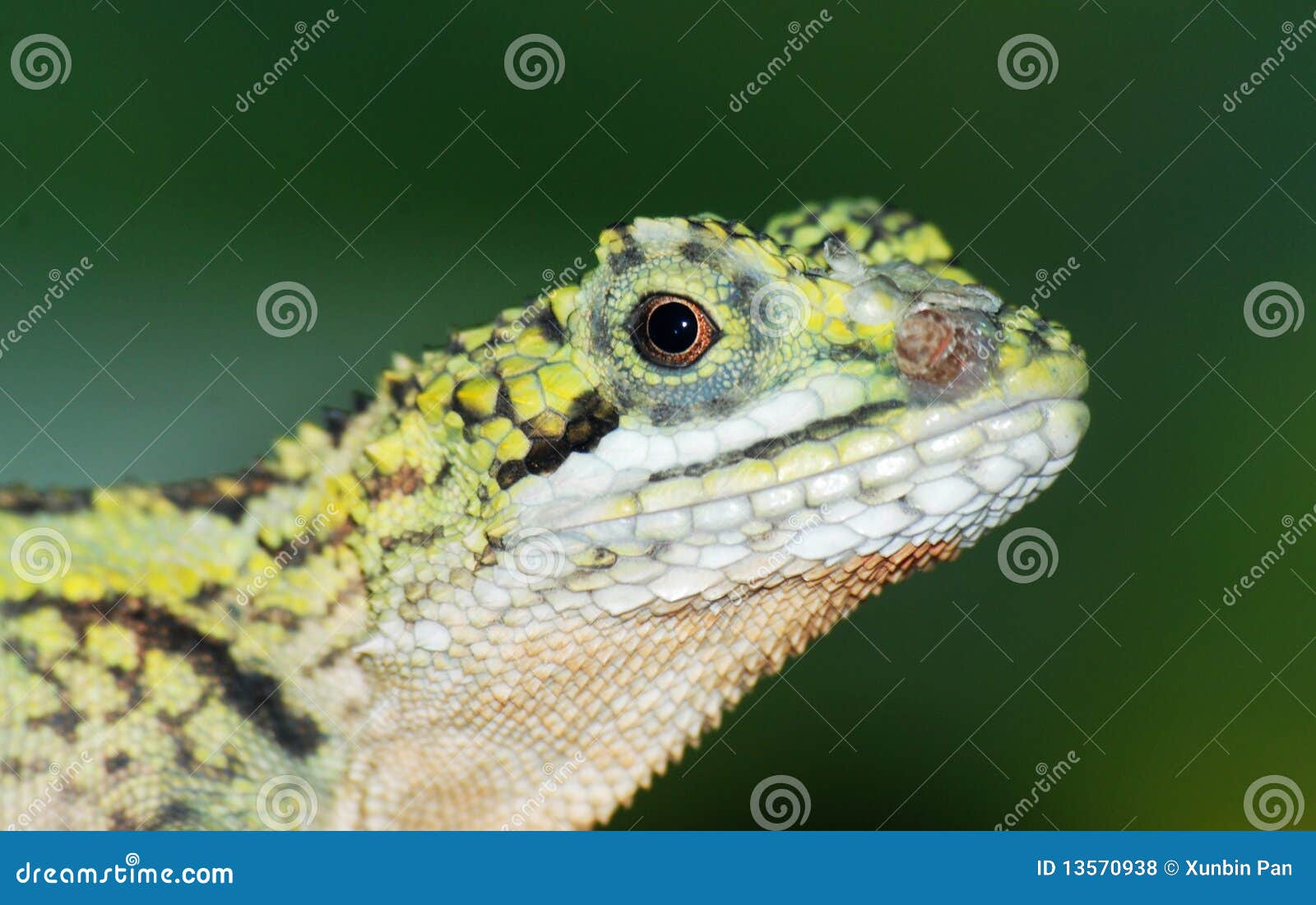Lizard Head Stock Image | CartoonDealer.com #28597987