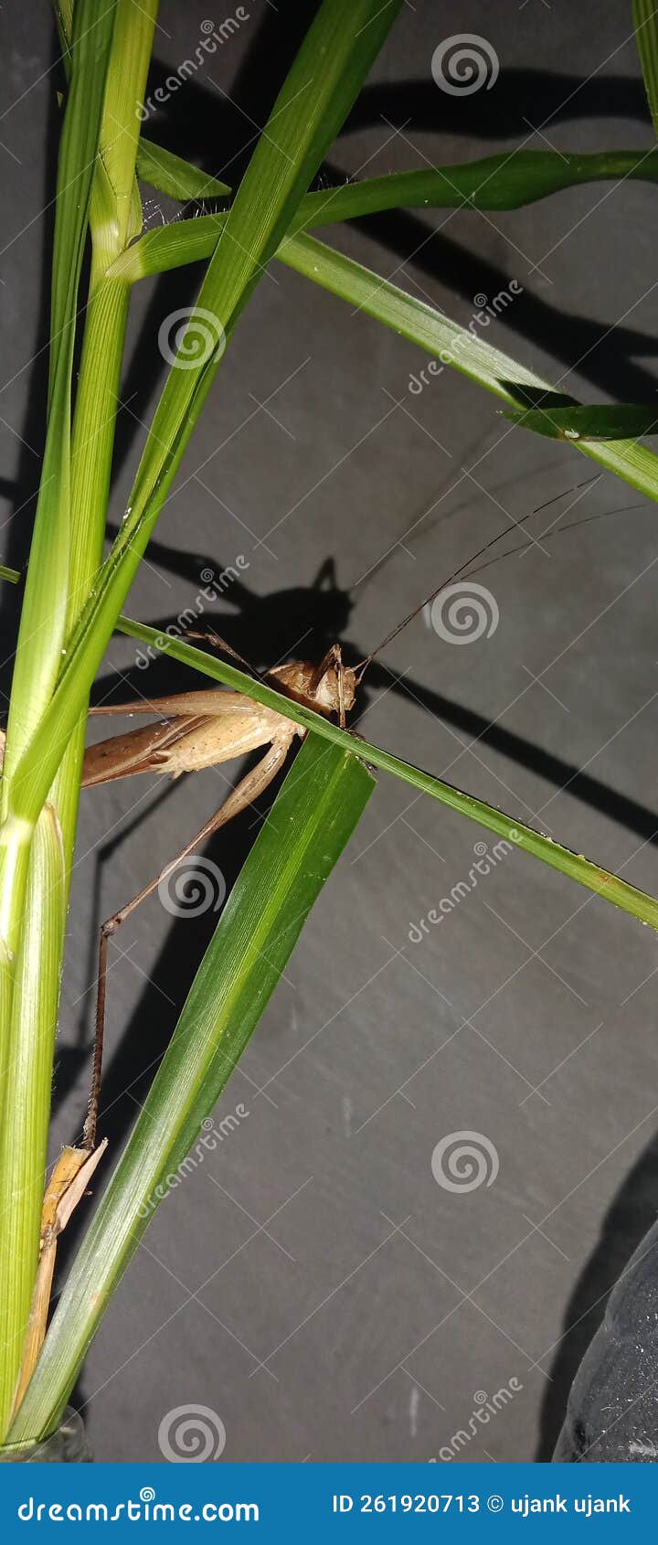 Animal Locust Leaf Insect Pest Editorial Stock Photo - Image of leaf ...