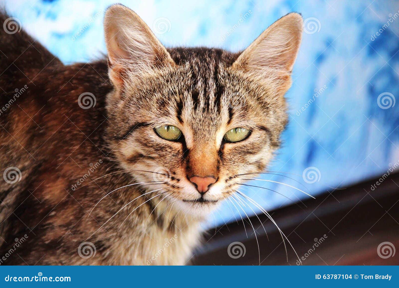 Animal looking at camera stock photo. Image of looking - 63787104