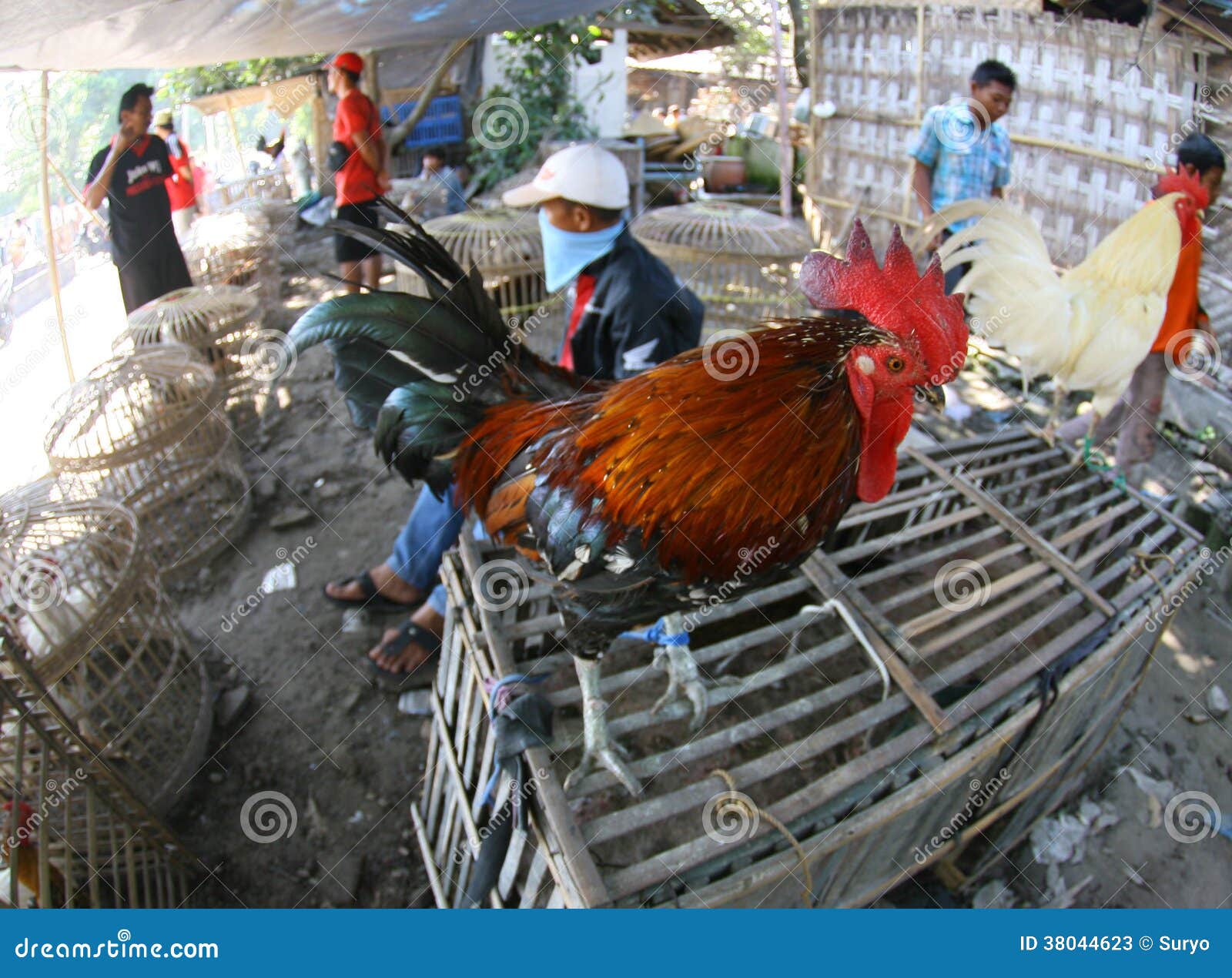 Animal market editorial stock photo. Image of central - 38044623