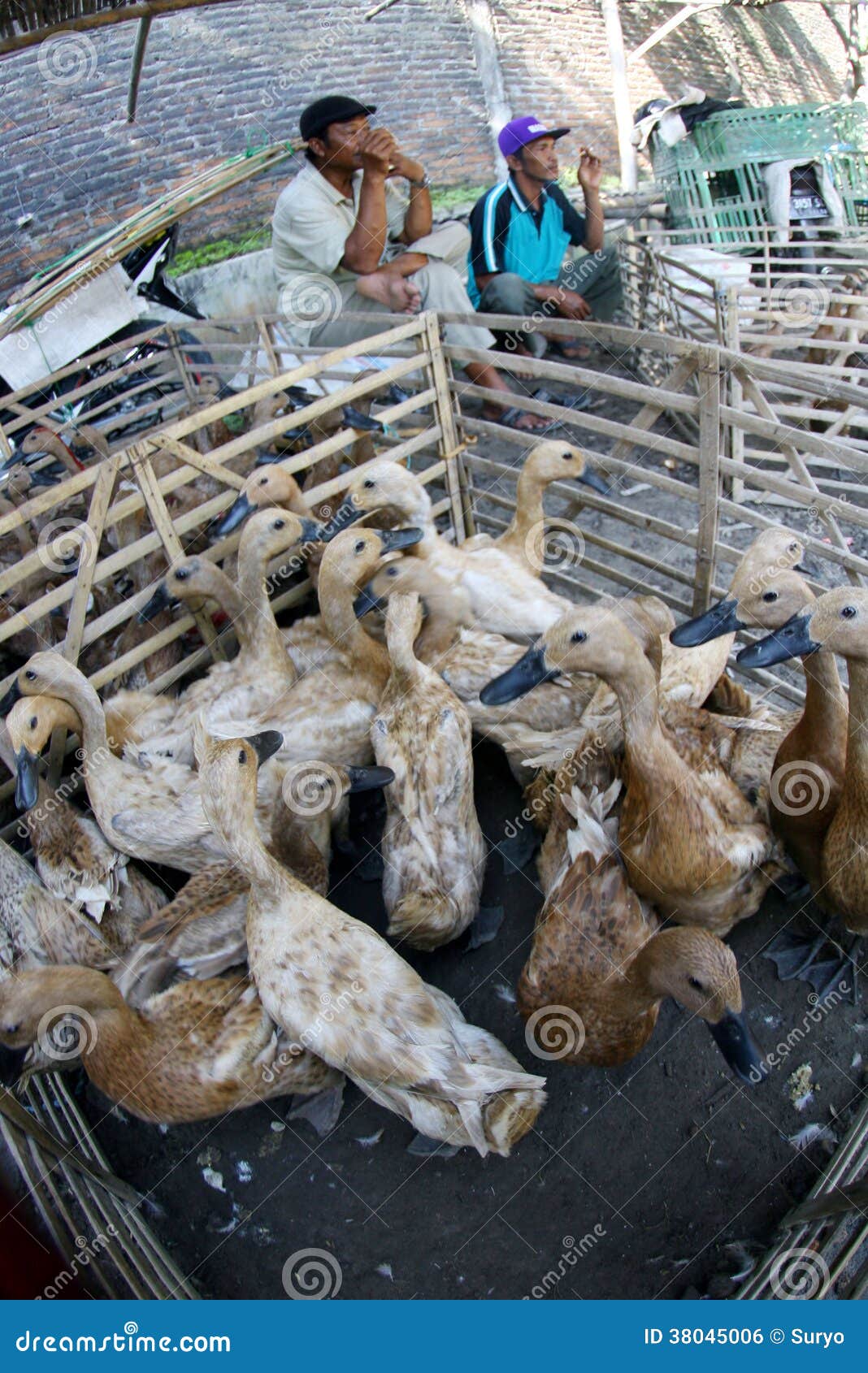 Animal market editorial photo. Image of merchant, bird - 38045006