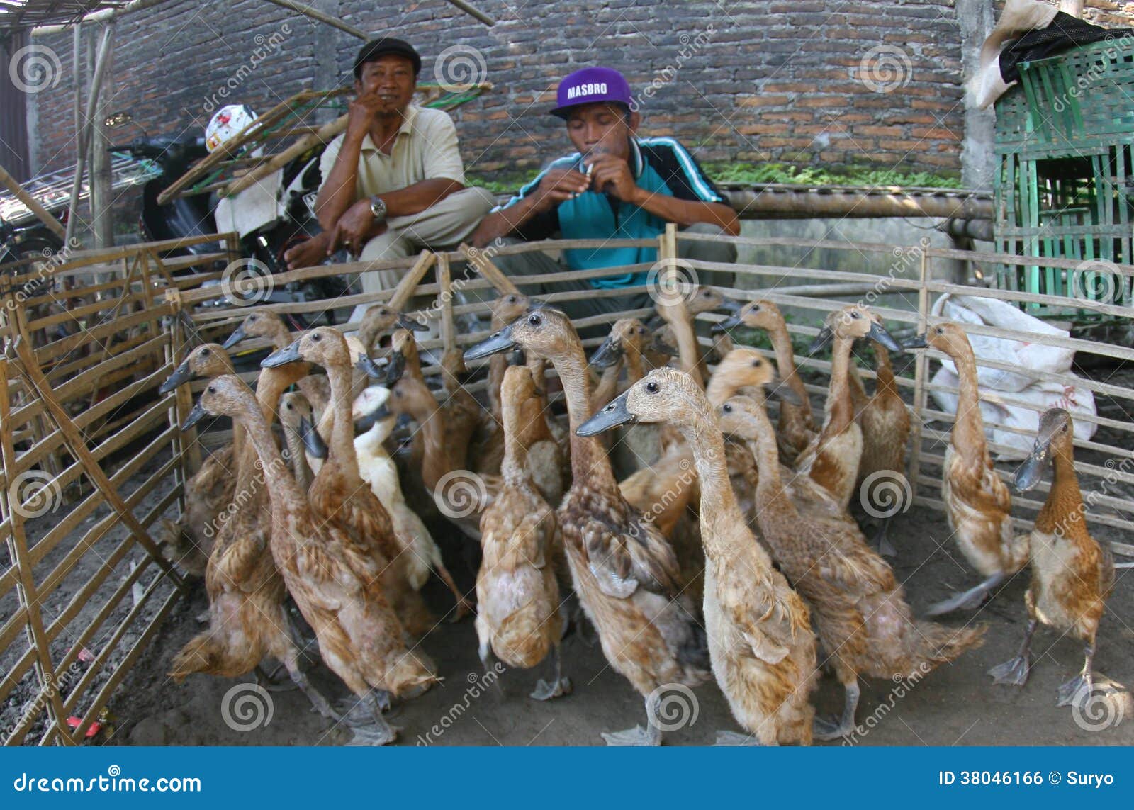 Animal market editorial photo. Image of market, selling - 38046166