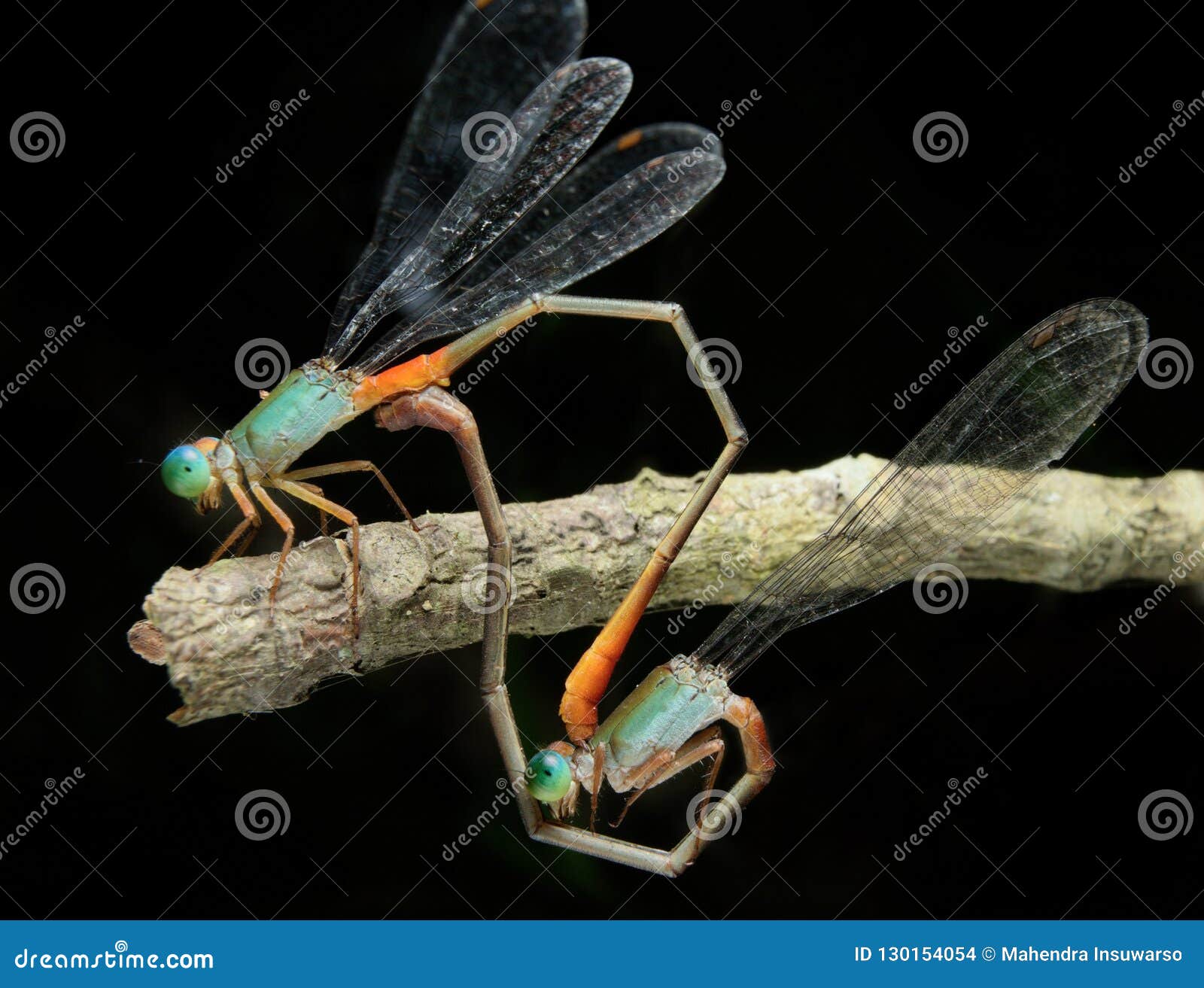 Animal Mating stock photo. Image of damselfly, wildlife - 130154054