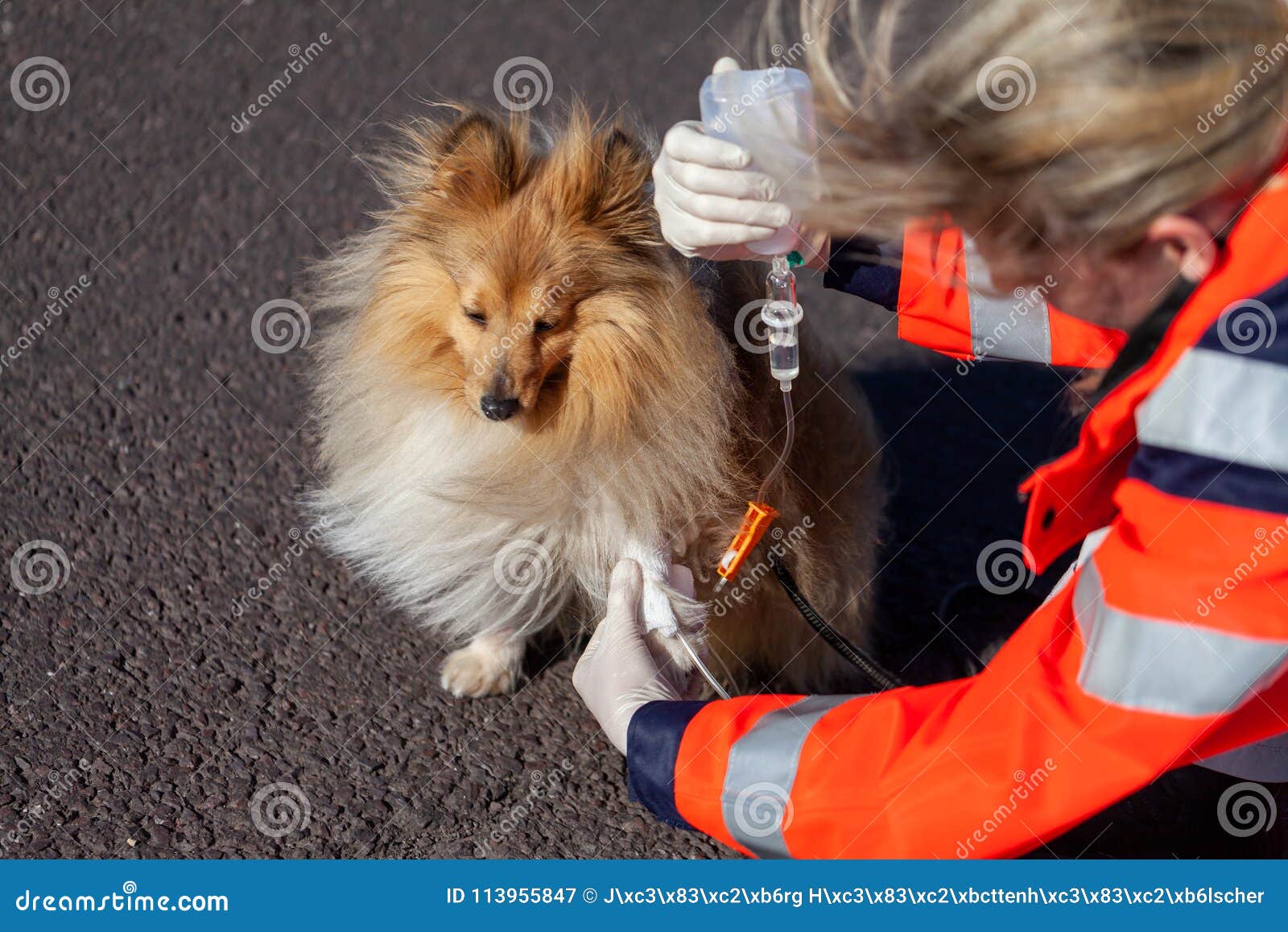 Animal Medic Puts Bandage on a Dog Editorial Photography - Image of ...