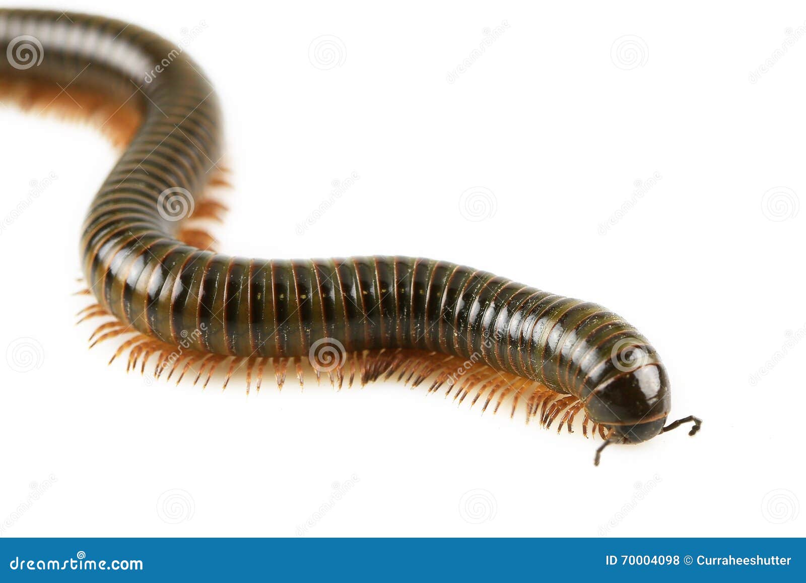 Animal Millipede Isolated on White Background and Empty Area for Text ...