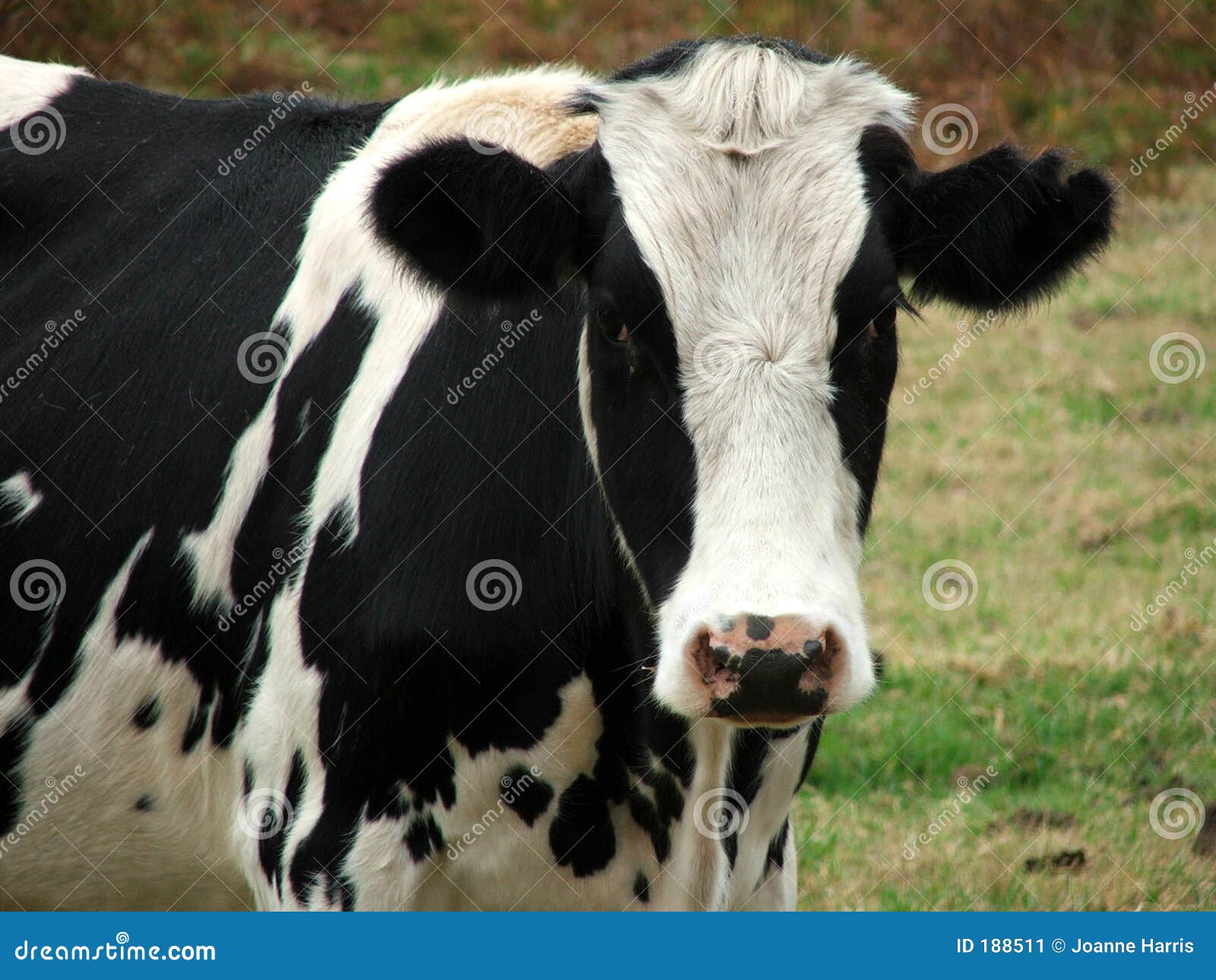 Animal - Mirada De La Vaca En Usted Imagen de archivo - Imagen de punto ...