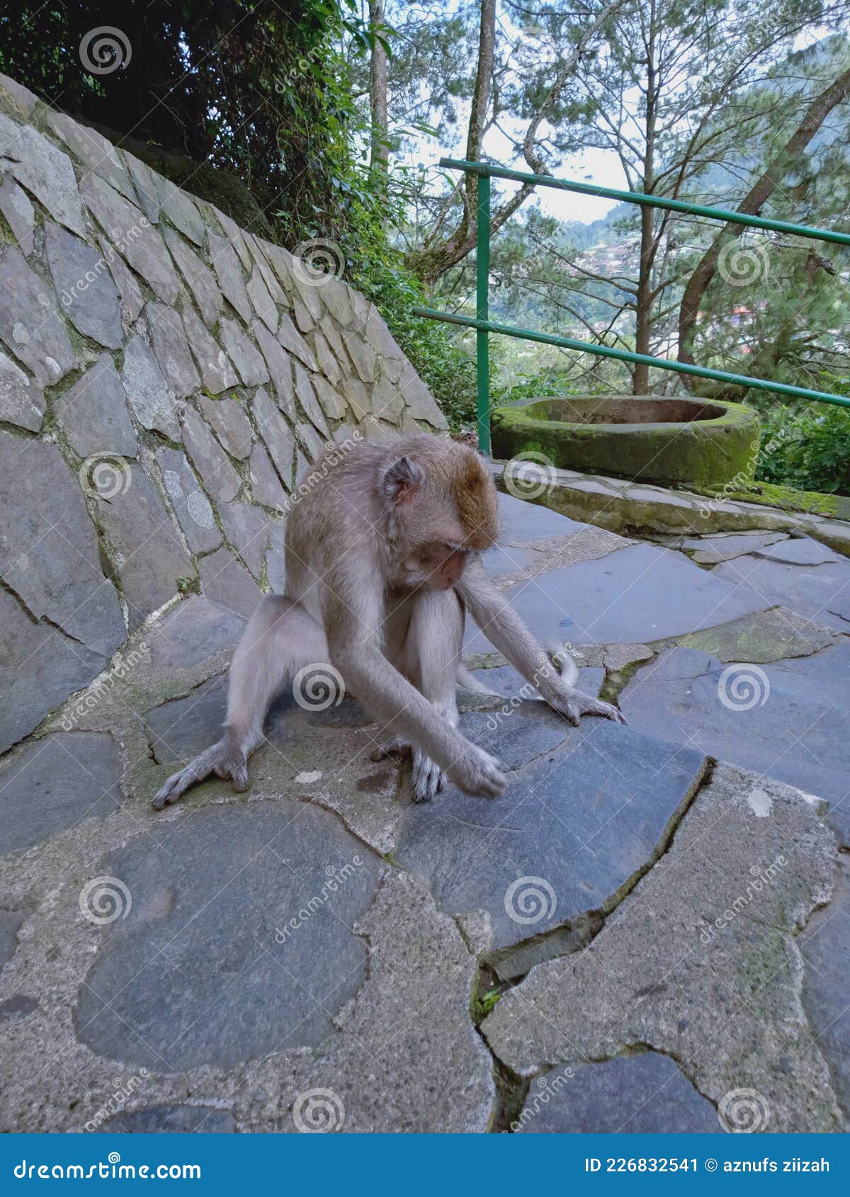 Animal Monkey ia alone stock image. Image of cute, animal - 226832541