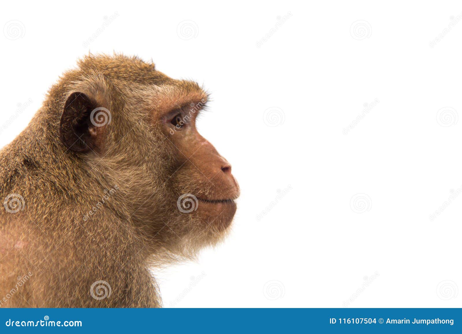 Animal Monkey Isolate White Background Stock Photo - Image of asia ...