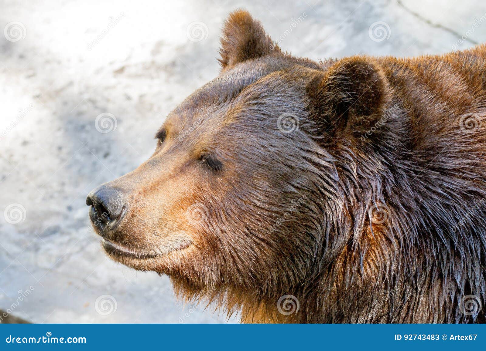 Animal Muzzle of a Large Brown Bear Predator Stock Image - Image of ...
