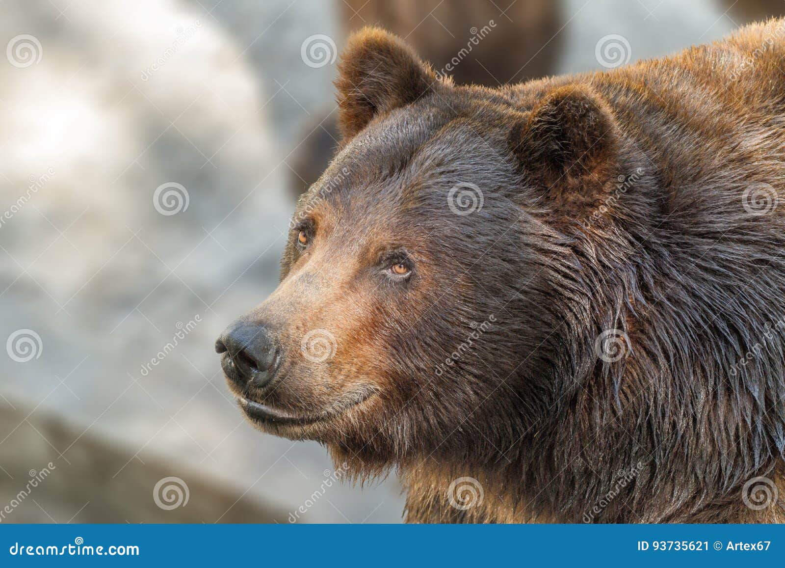 Animal Muzzle of a Large Brown Bear Predator Stock Image - Image of ...