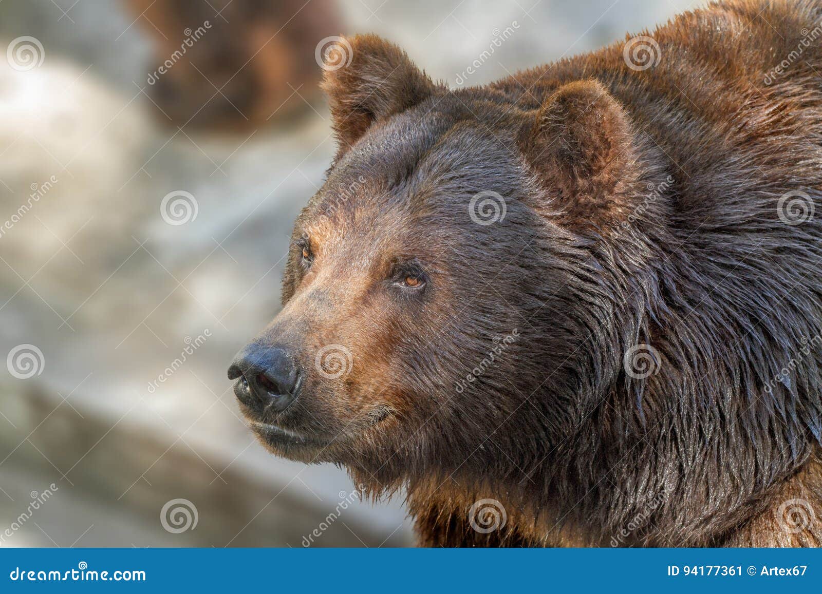 Animal Muzzle of a Large Brown Bear Predator Stock Image - Image of ...