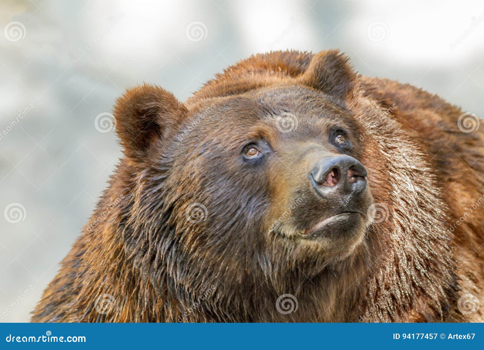 Animal Muzzle of a Large Brown Bear Predator Stock Image - Image of ...