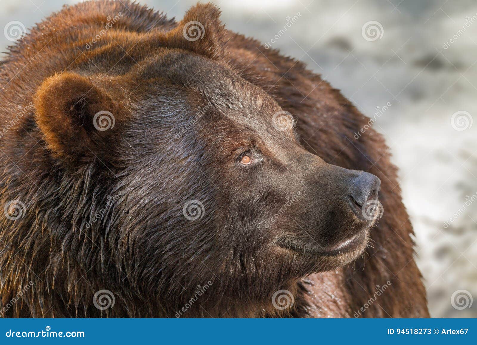 Animal Muzzle Of A Large Polar Bear Predator Stock Photo ...