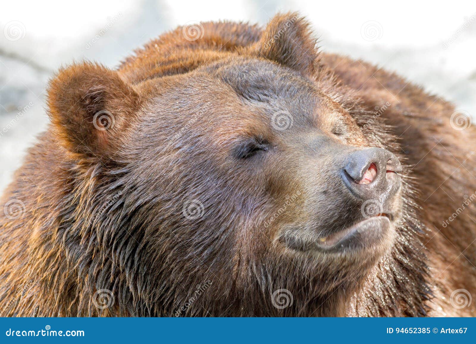 Animal Muzzle of a Large Brown Bear Predator Stock Image - Image of ...
