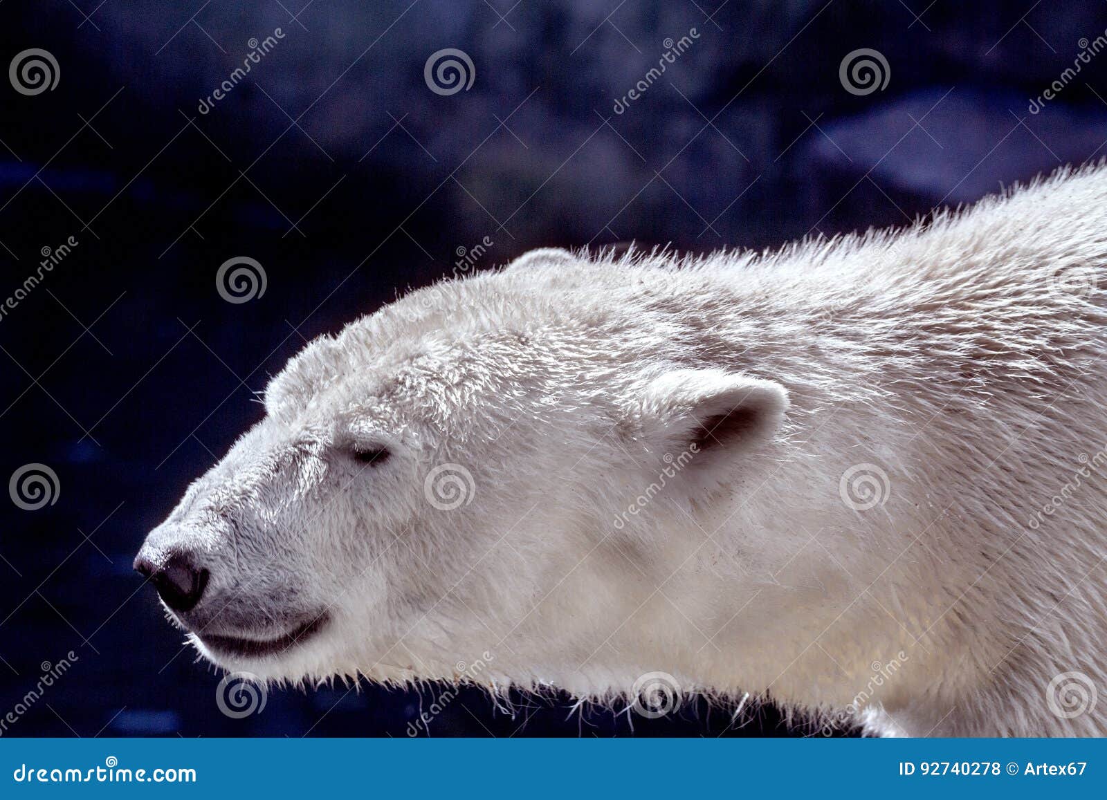 Animal Muzzle of a Large Polar Bear Predator Stock Photo - Image of ...