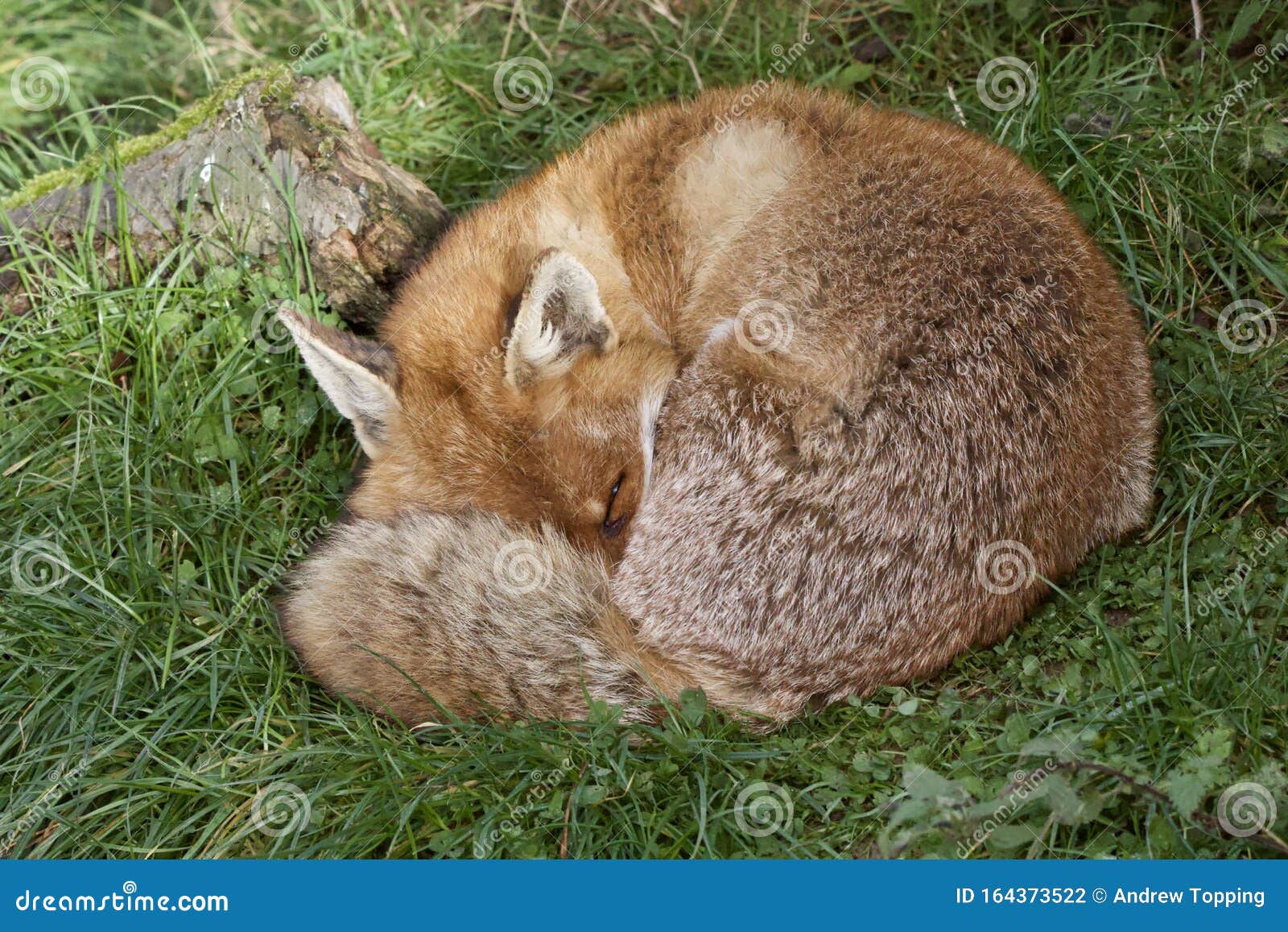 Red fox curled up stock photo. Image of nature, closeup - 164373522