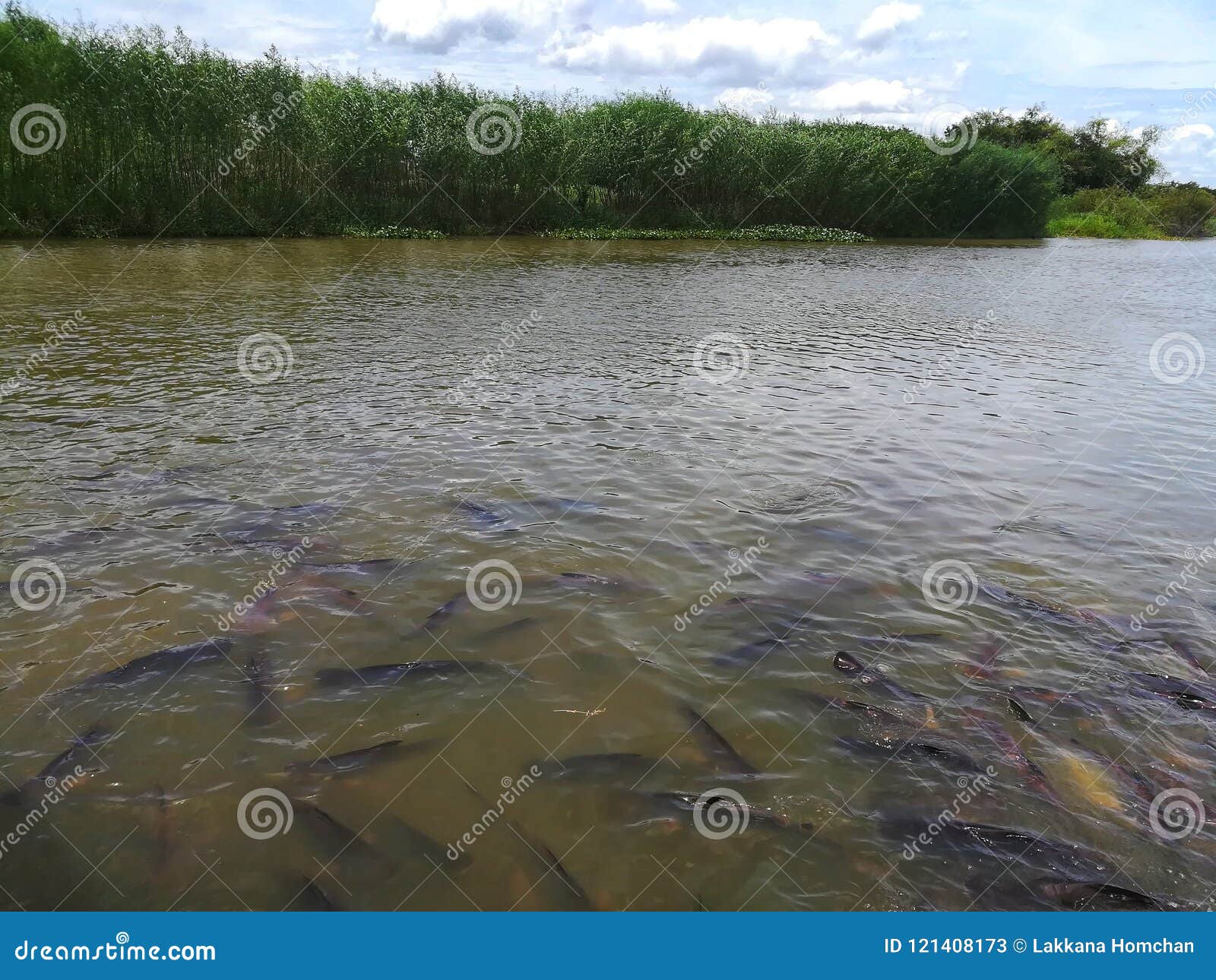 Fish stock image. Image of nature, fish, lake, river - 121408173