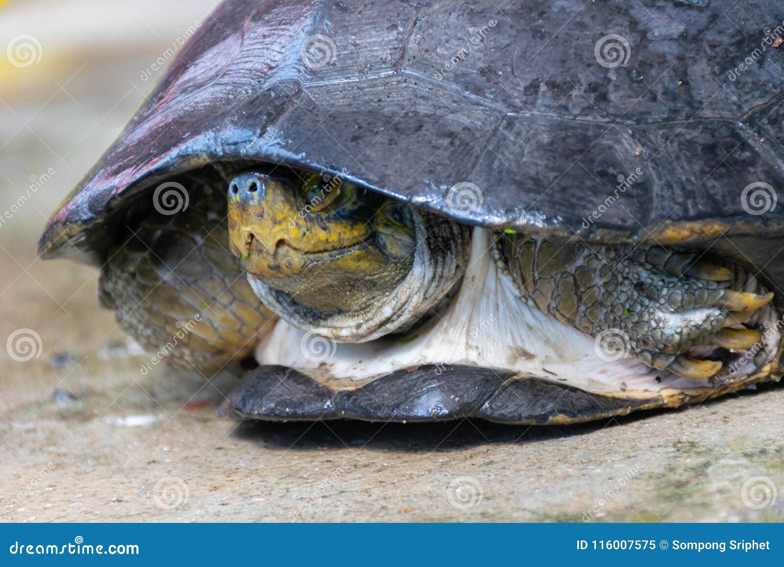 Turtle black in the shell stock image. Image of nature - 116007575
