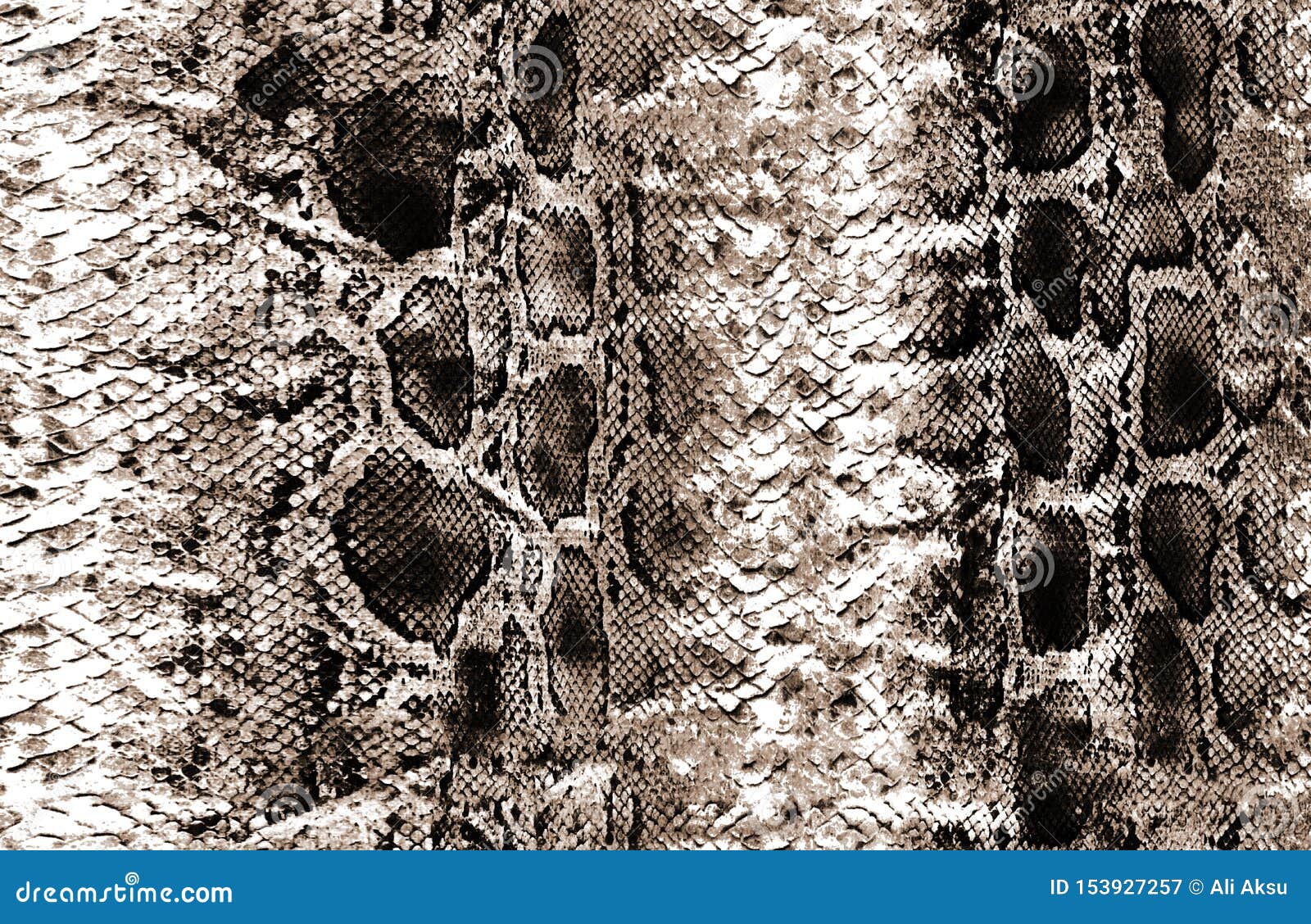 Animal Orginal Snake Skin Surface Pattern Stock Illustration ...