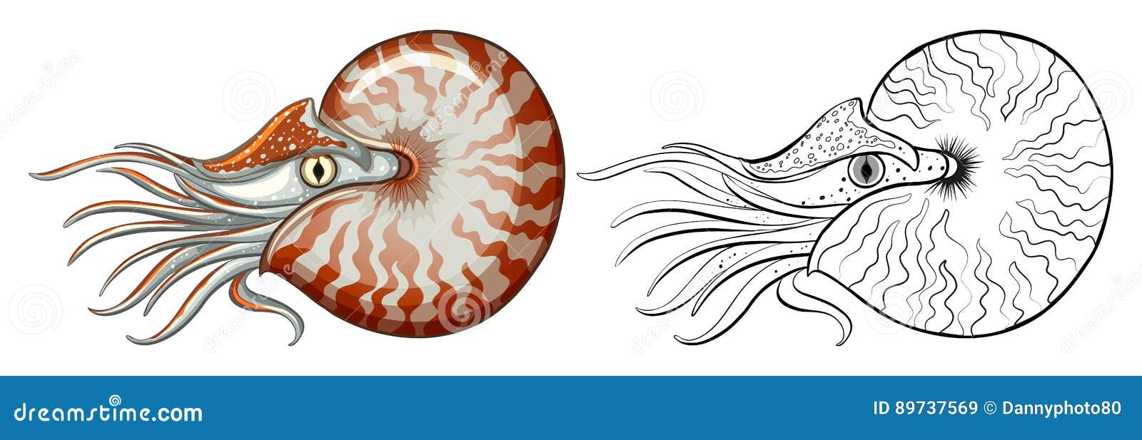 Animal Outline for Nautilus Shell Stock Vector - Illustration of ...