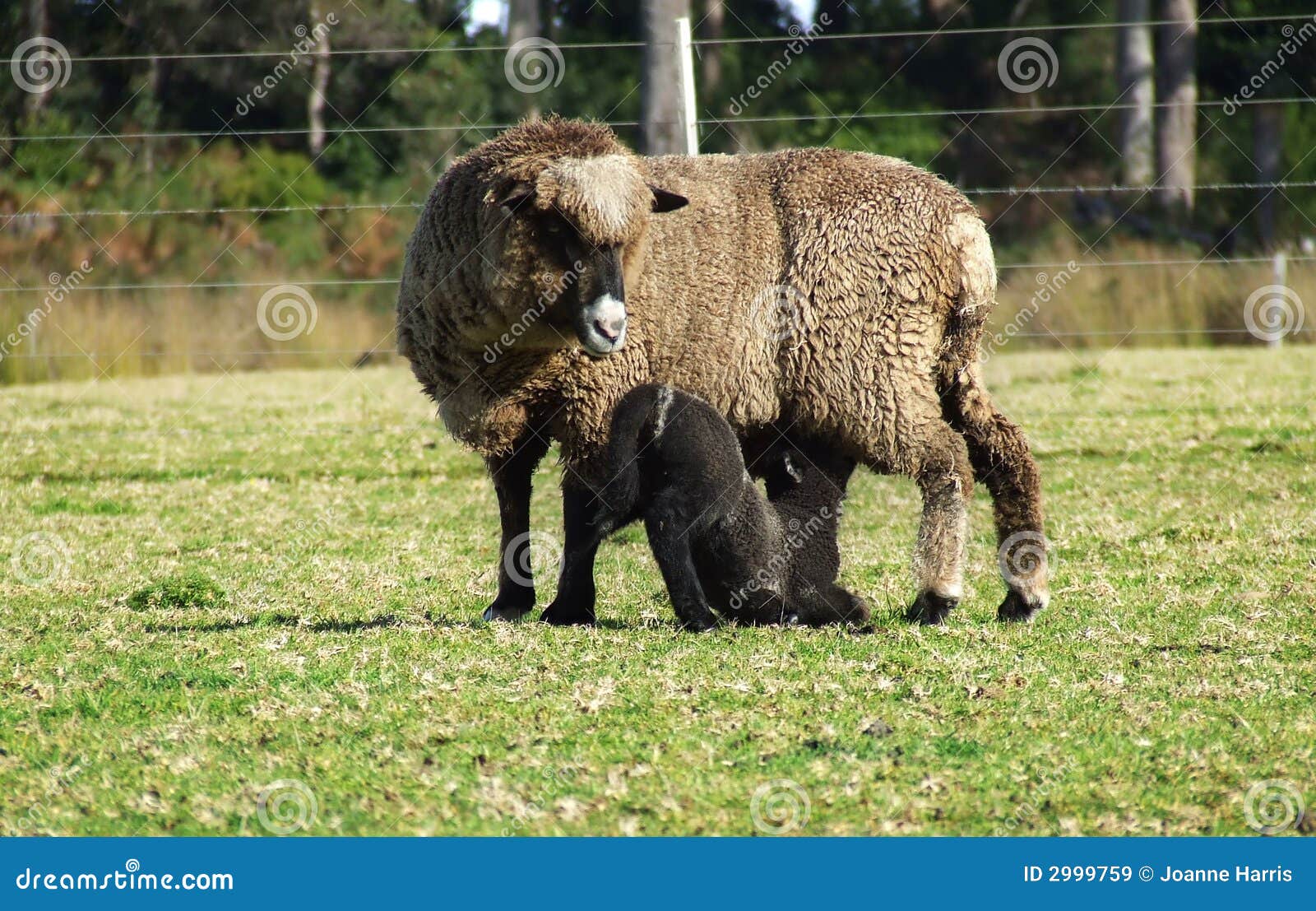 Animal - ovelha e cordeiro imagem de stock. Imagem de animal - 2999759