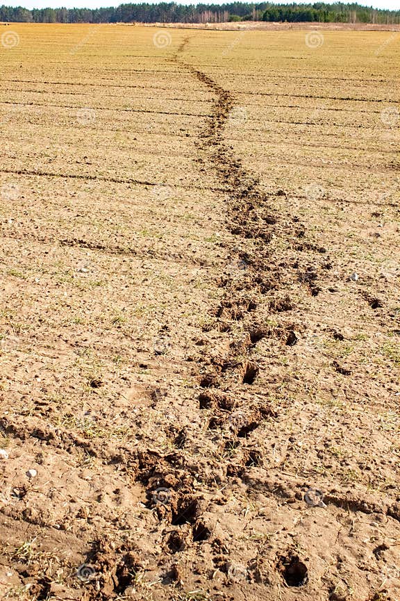 Animal Path in the Arable Land, Spring Stock Image - Image of ...