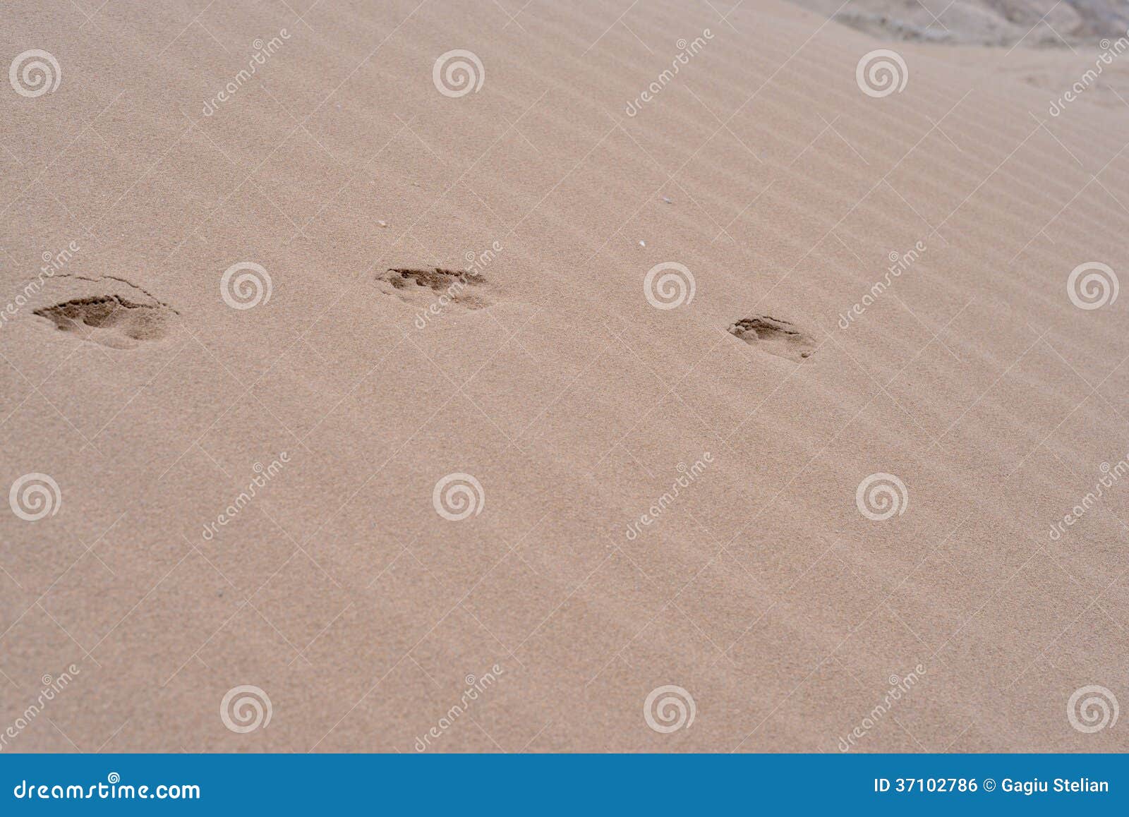 Animal path of footprints stock photo. Image of outdoors - 37102786