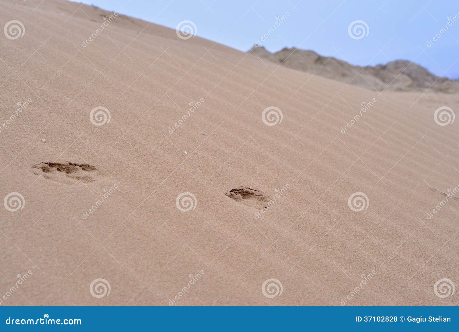 Animal path of footprints stock photo. Image of background - 37102828