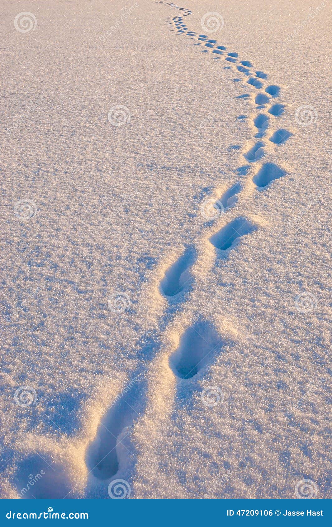 Animal path stock photo. Image of walk, orange, season - 47209106