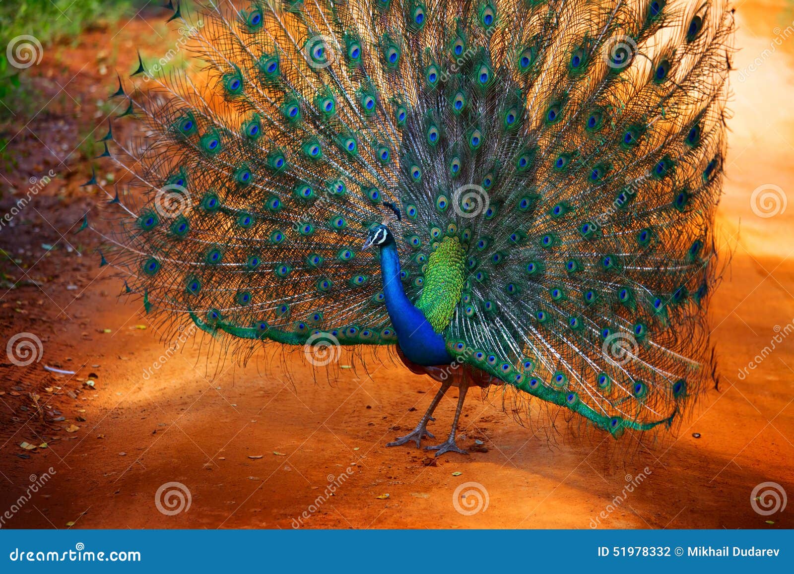 Animal stock photo. Image of colorful, blue, tail, peacock - 51978332
