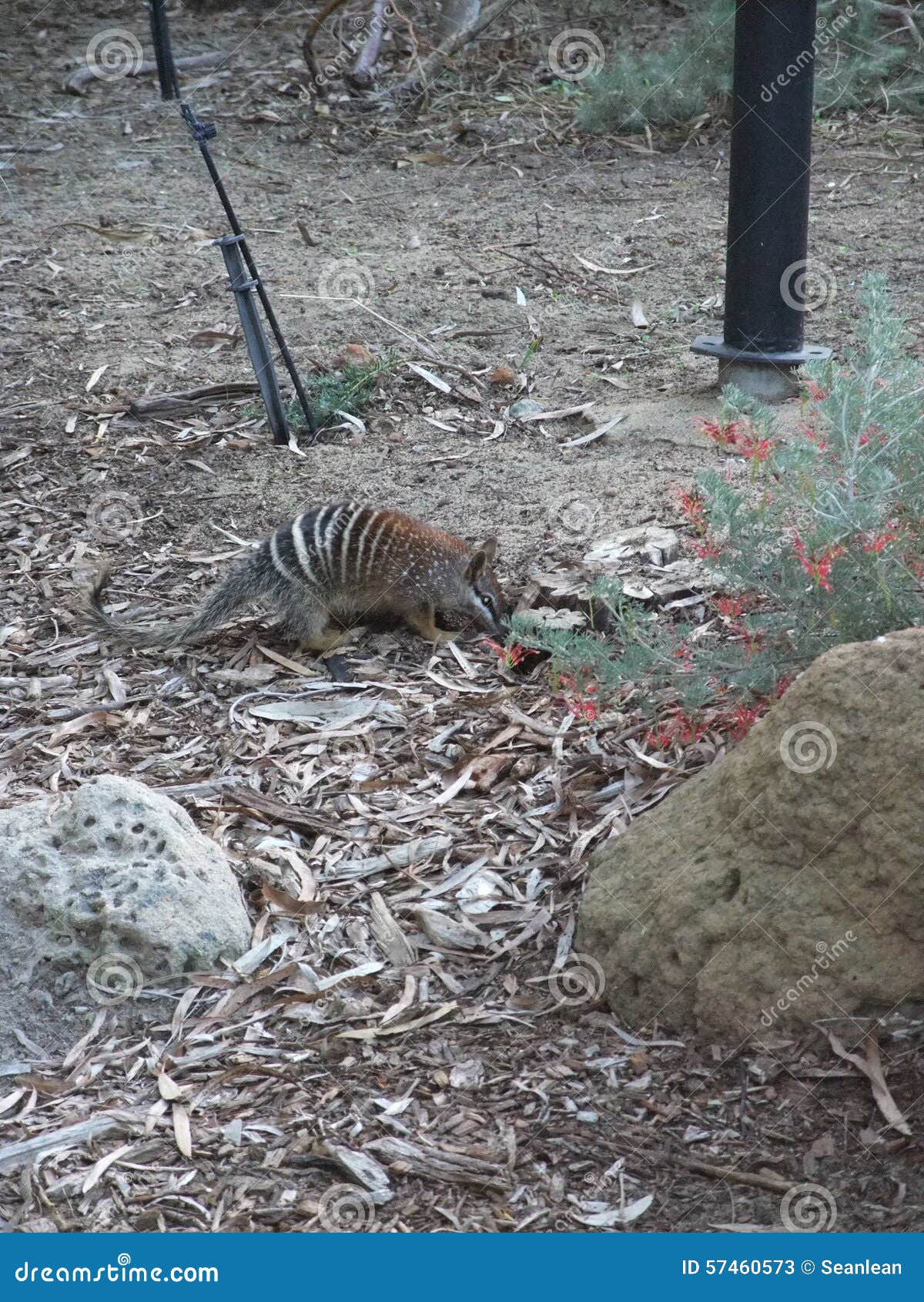 Animal in Perth Zoo Australia Stock Image - Image of meerkat, small ...