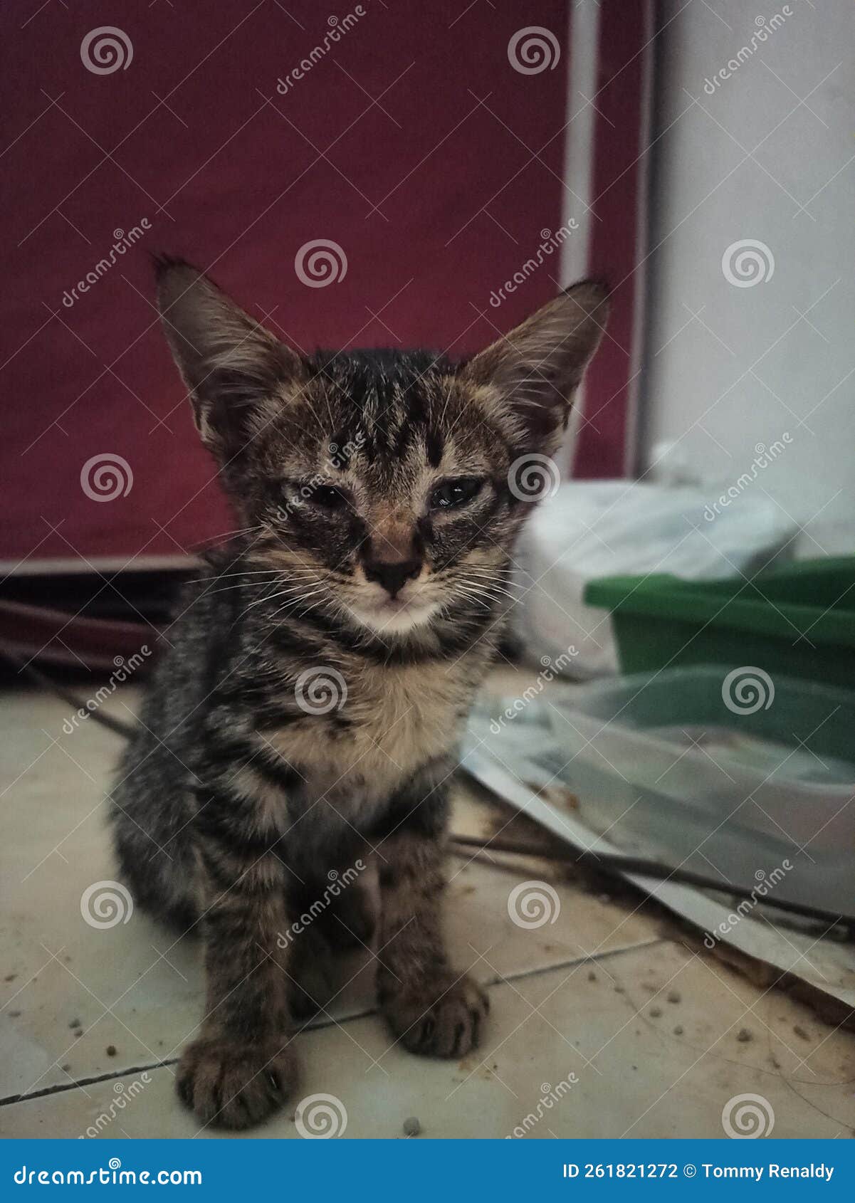 The Animal Pets Favourite a Cat Stock Photo - Image of pets, animals ...