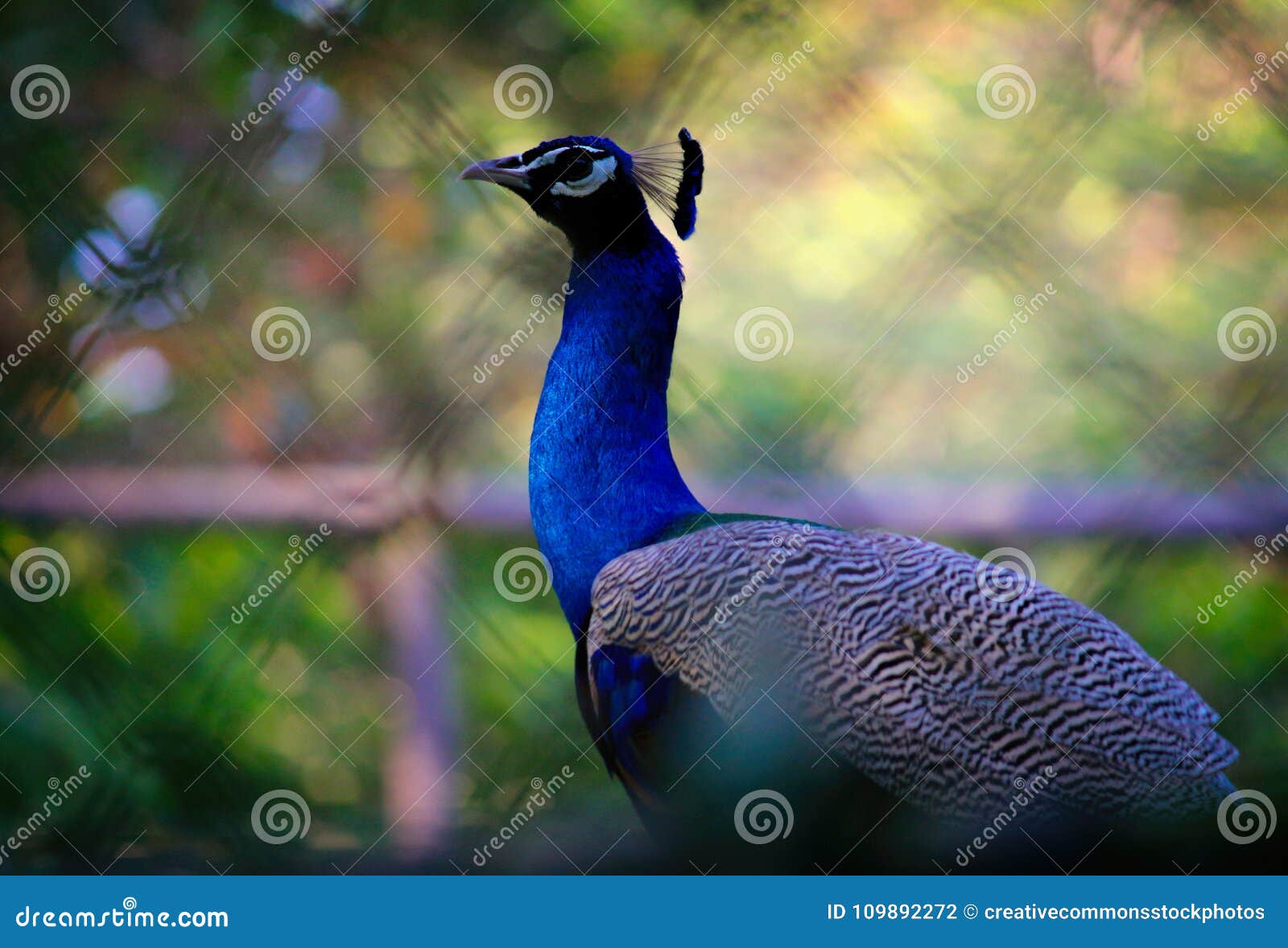 Animal, Photography, Avian Picture. Image: 109892272