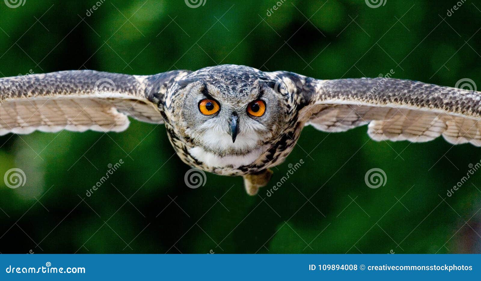 Animal, Photography, Avian Picture. Image: 109894008