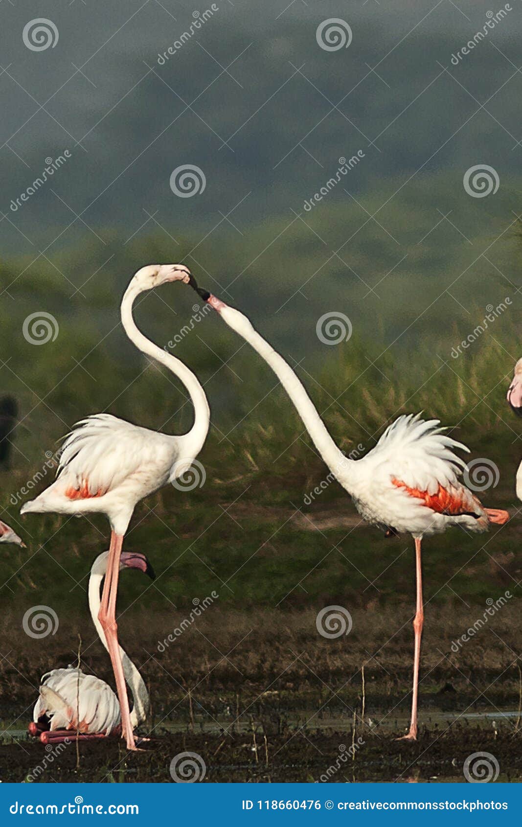 Animal, Photography, Avian Picture. Image: 118660476