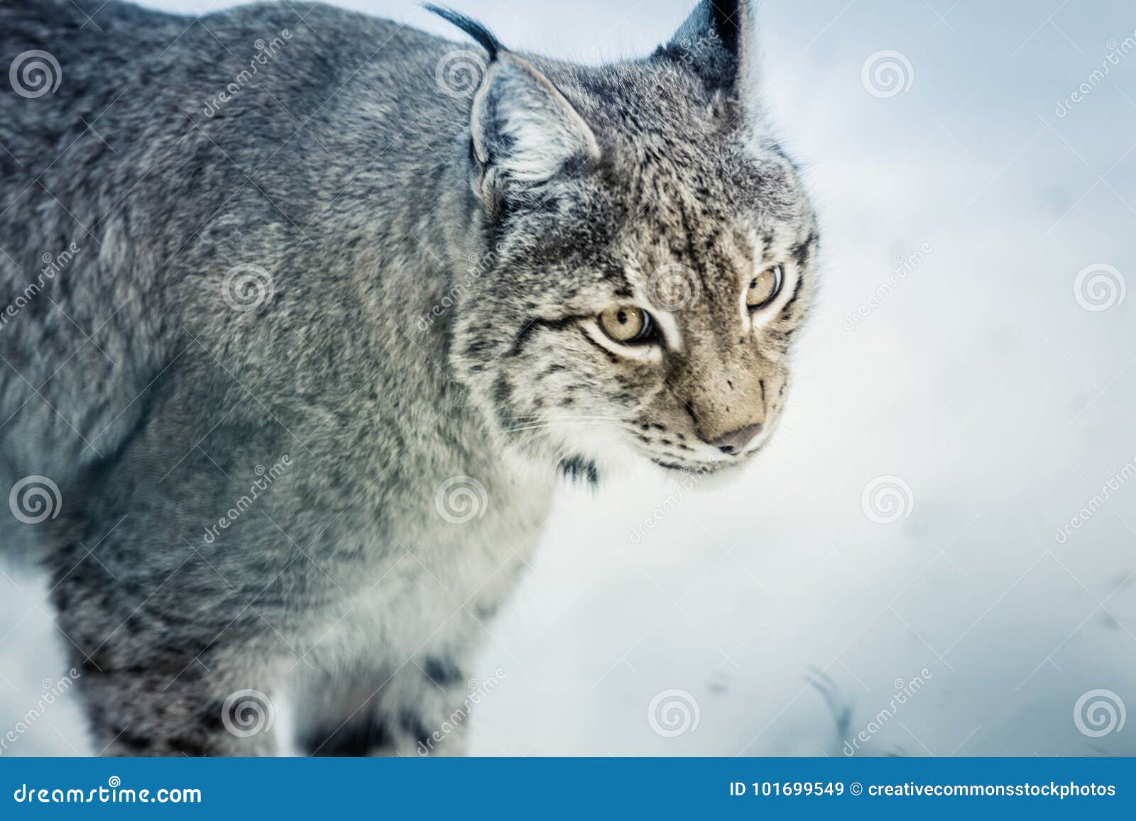 Animal, Animal, Photography, Big Picture. Image: 101699549