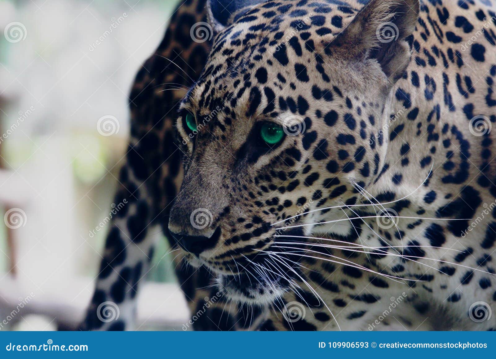 Animal, Photography, Big Picture. Image: 109906593