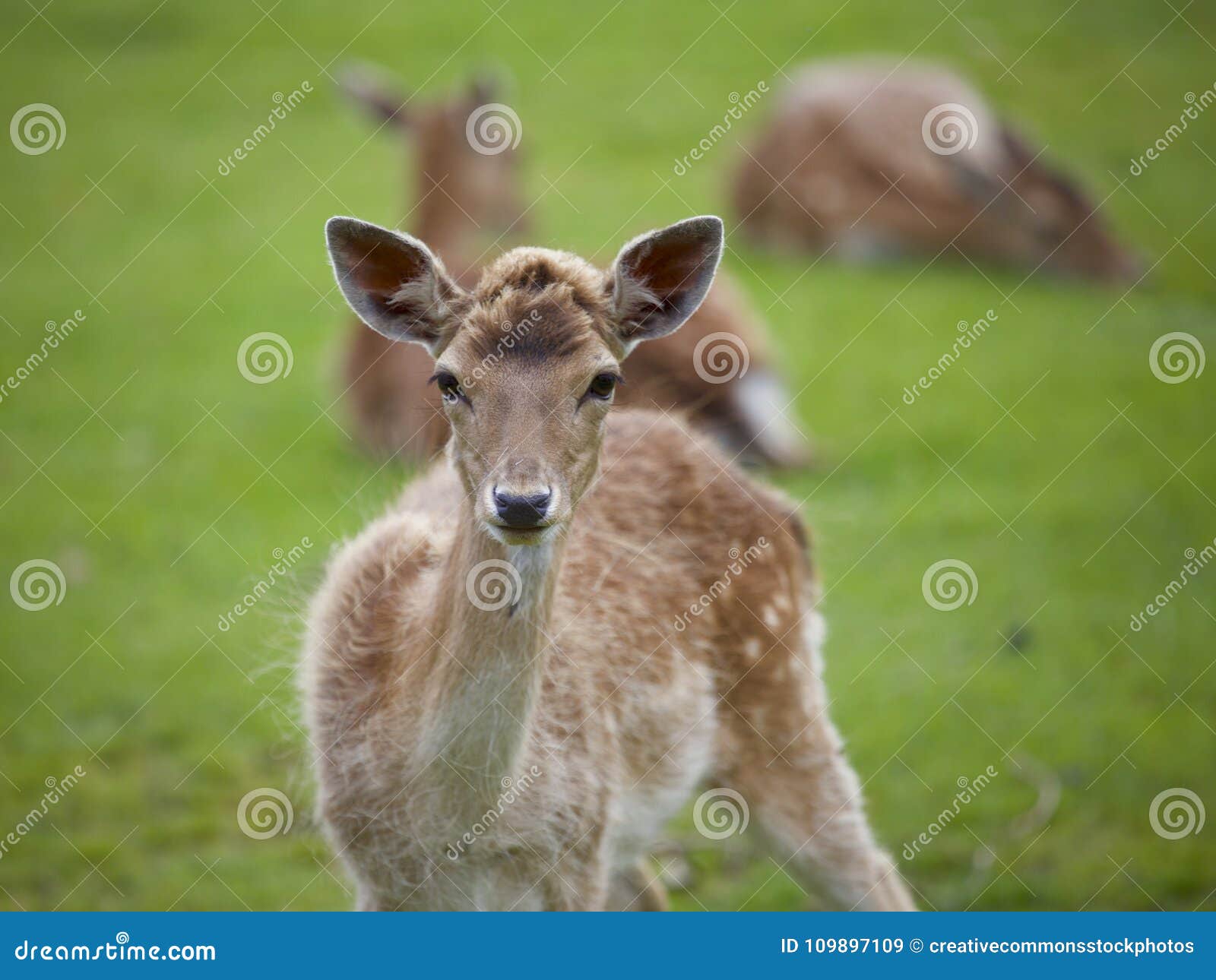 Animal, Photography, Blur Picture. Image: 109897109