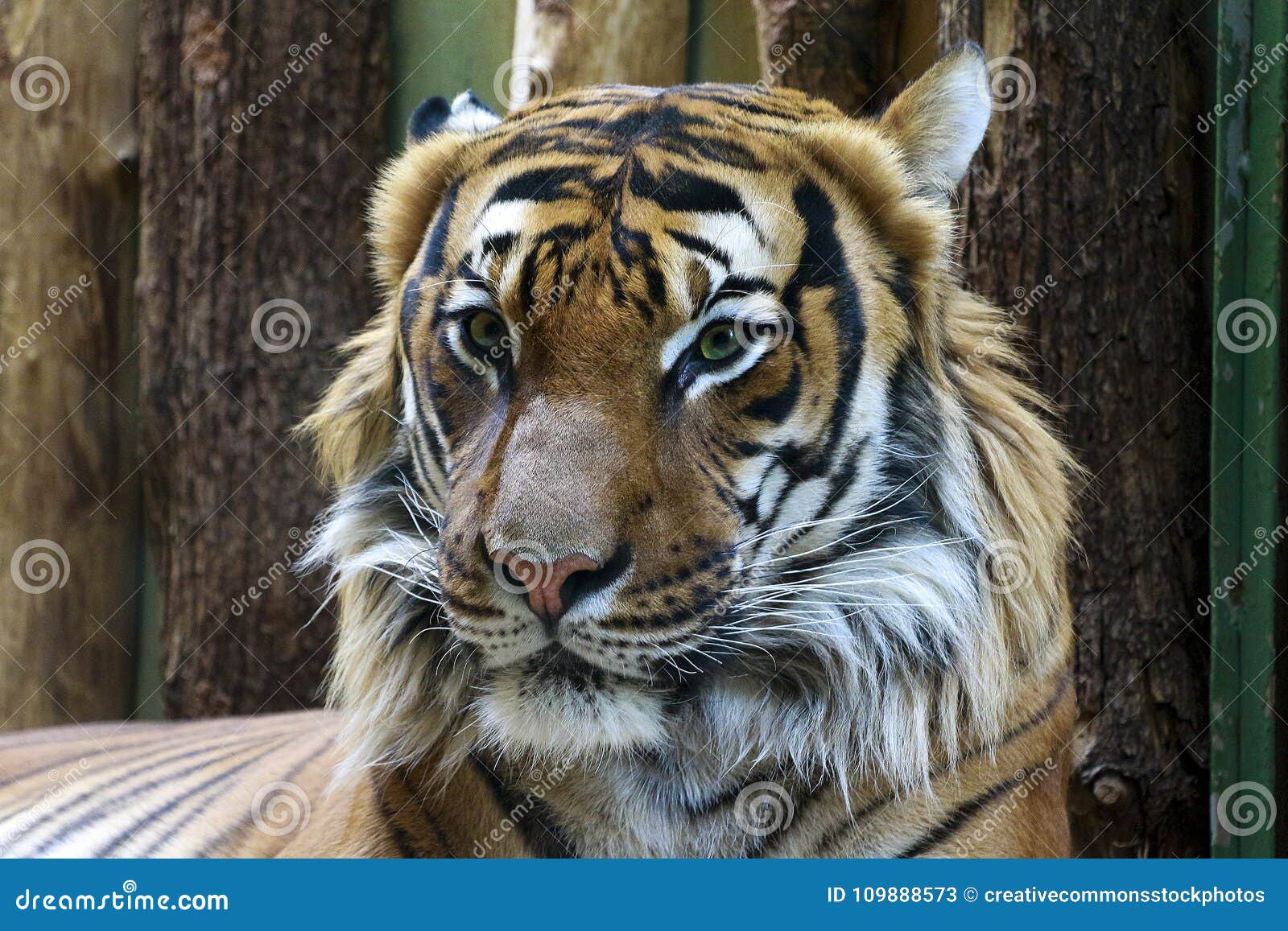 Animal Photography Of Orange And Reddish Tiger Picture. Image: 109888573
