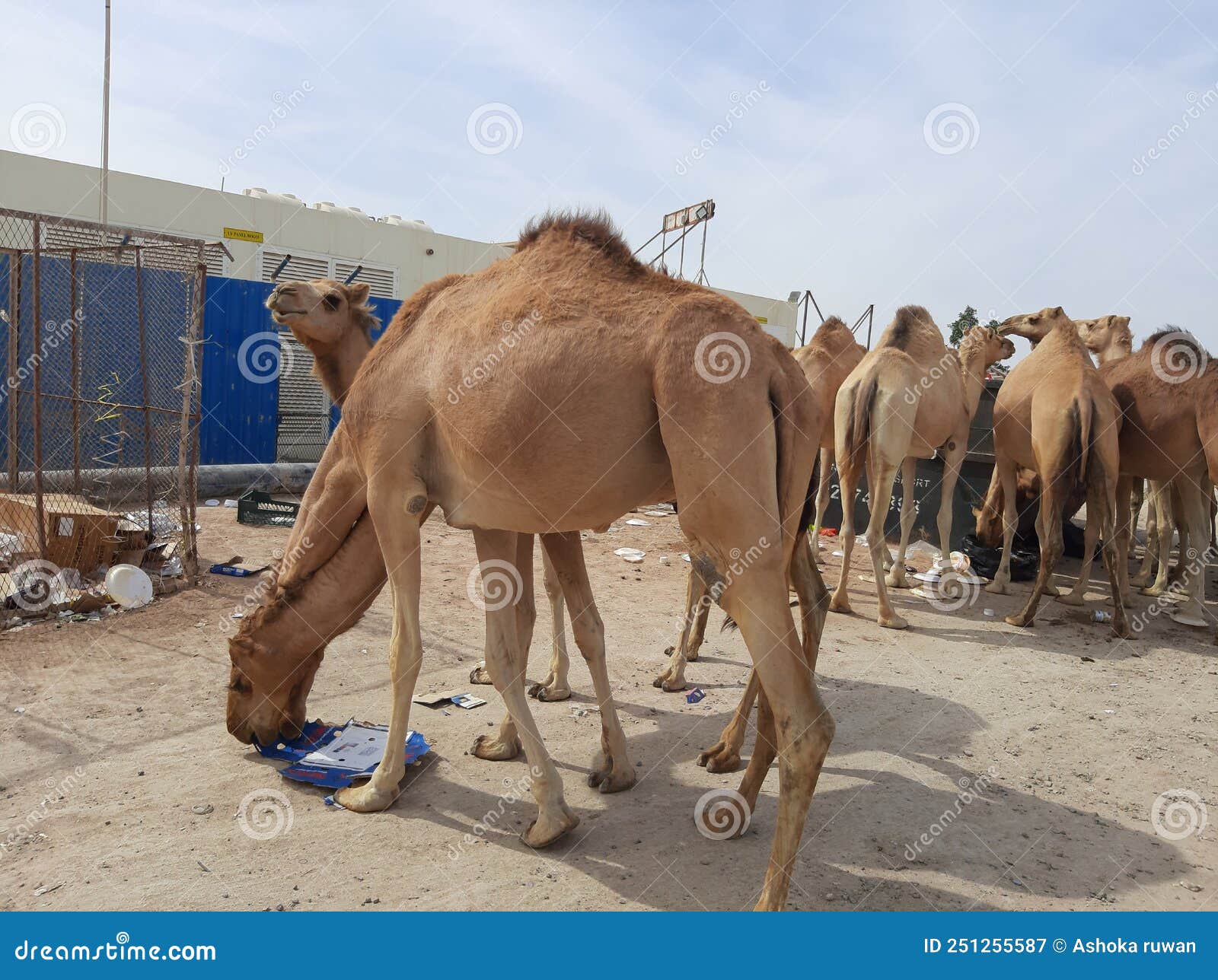 Animal Pictures Eating Pepper Stock Image - Image of animal, pepper ...