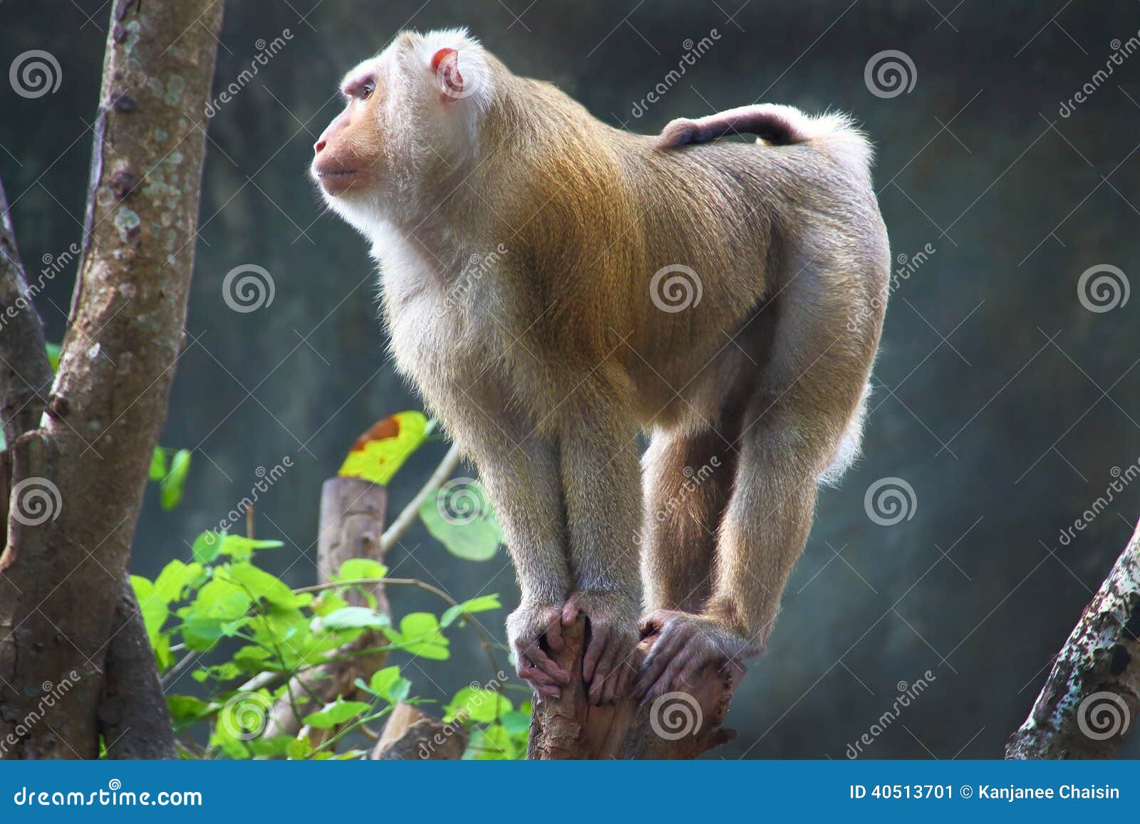 Animal stock image. Image of macaque, wildlife, forest - 40513701