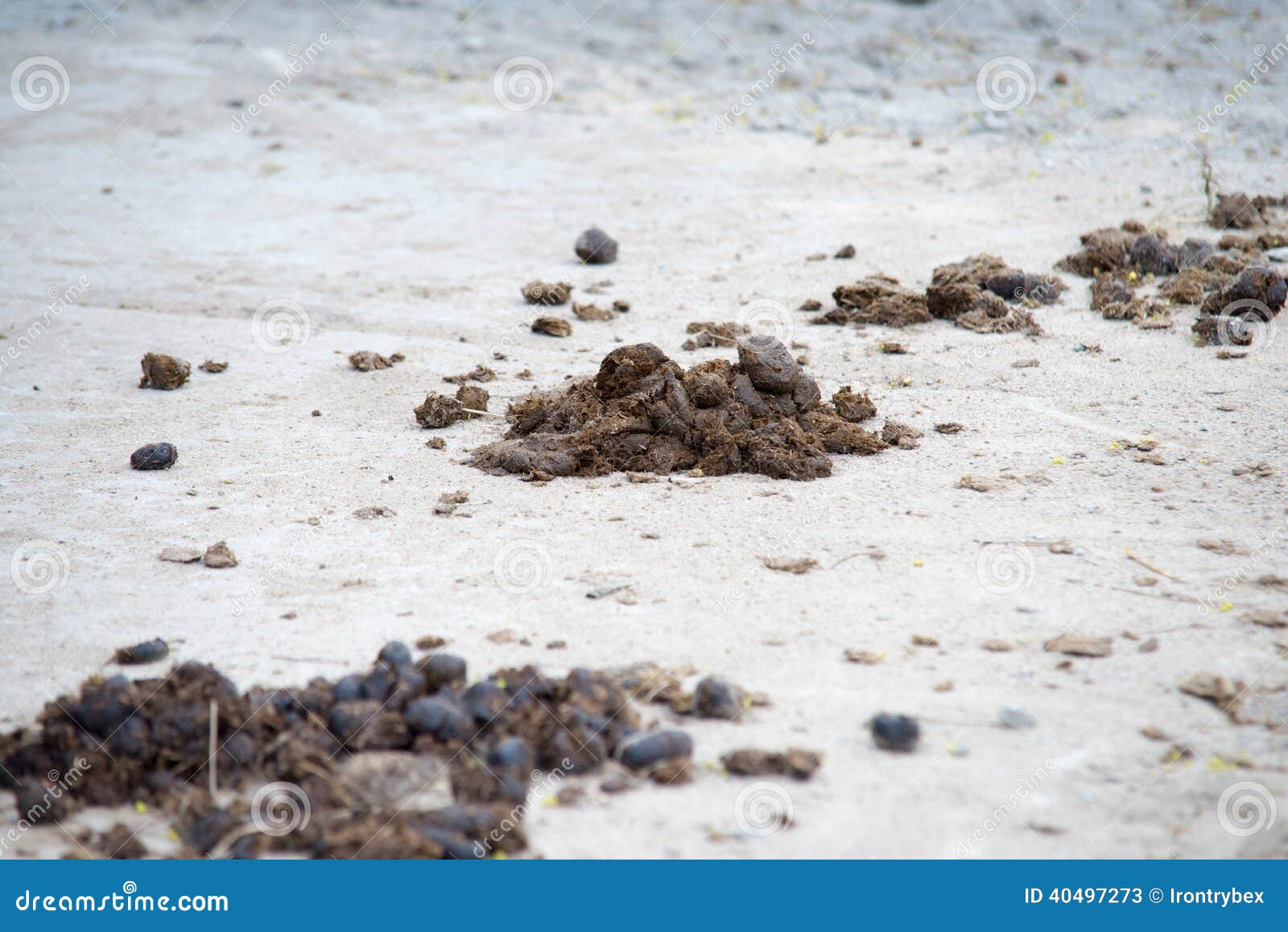 Animal Poop On Concrete Surface By The Lake Michigan. Wildlife ...