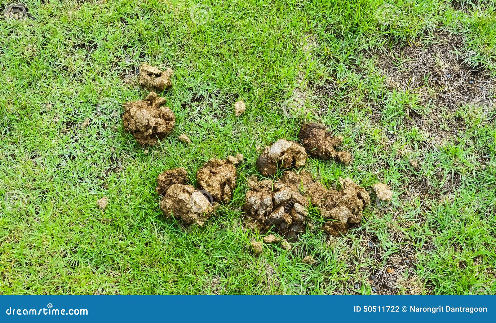 Animal poop stock photo. Image of animal, heap, manure - 50511722