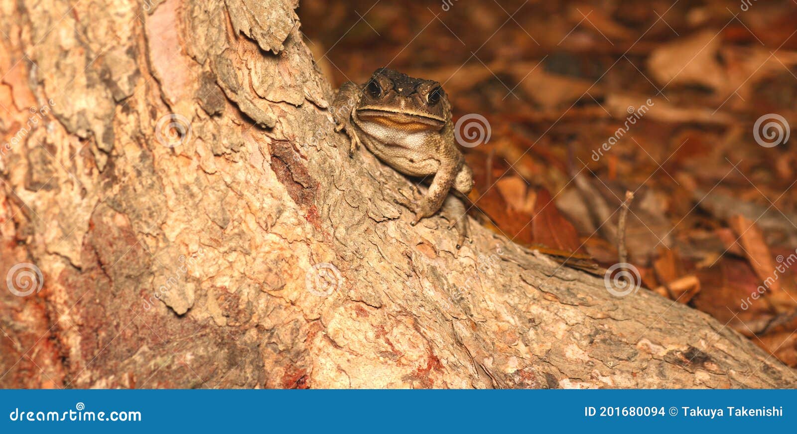 Asian Toad on the Tree with Rain Forest Stock Photo - Image of ...