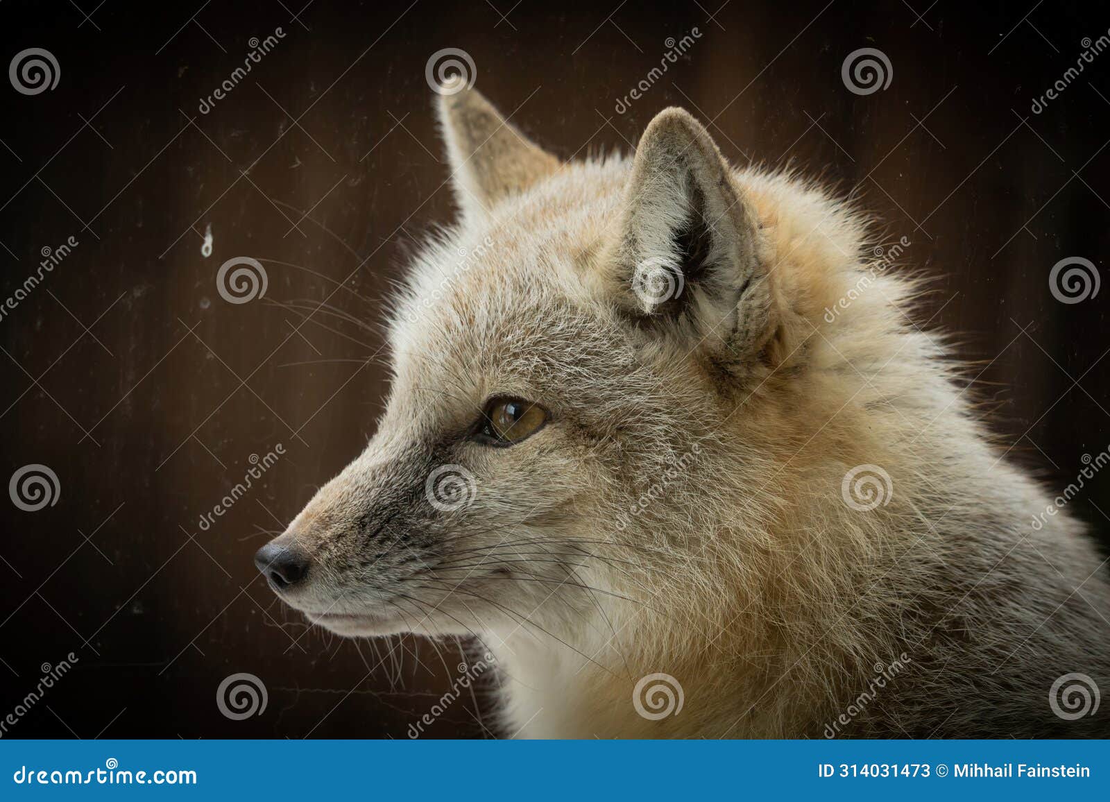 An Animal Portrait of a Beautiful Corsac Fox Stock Image - Image of ...