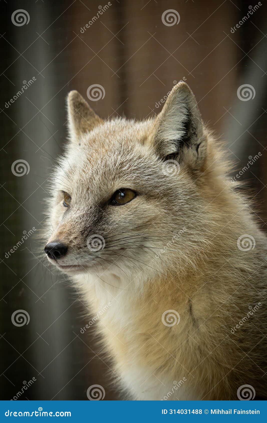 An Animal Portrait of a Beautiful Corsac Fox Stock Photo - Image of ...
