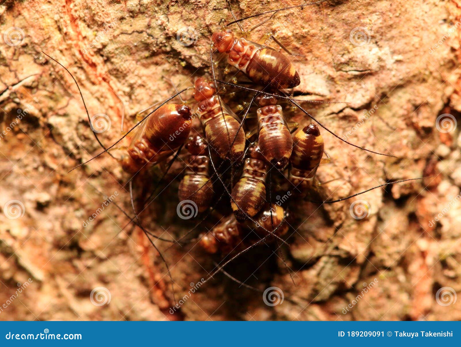 Group of Crickets on the Tree Stock Image - Image of insect, bugs ...