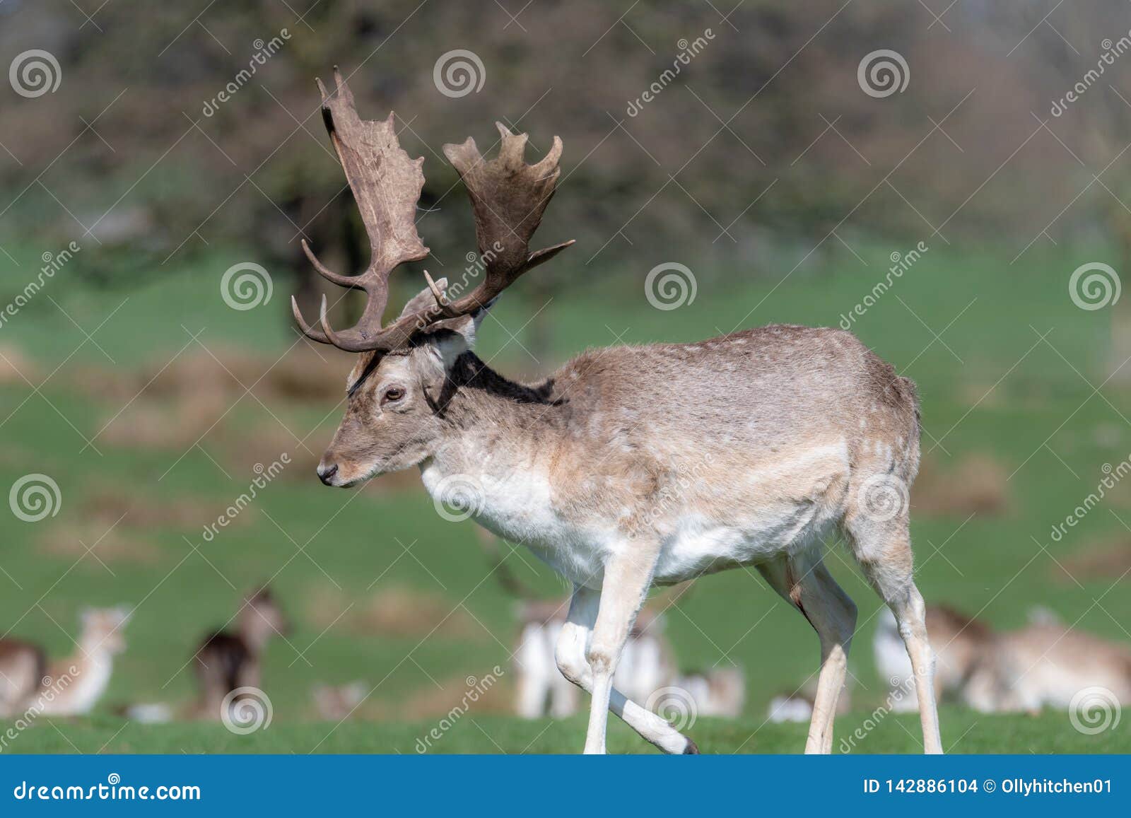 An Animal Portrait of a Male Fallow Deer Stock Photo - Image of antlers ...