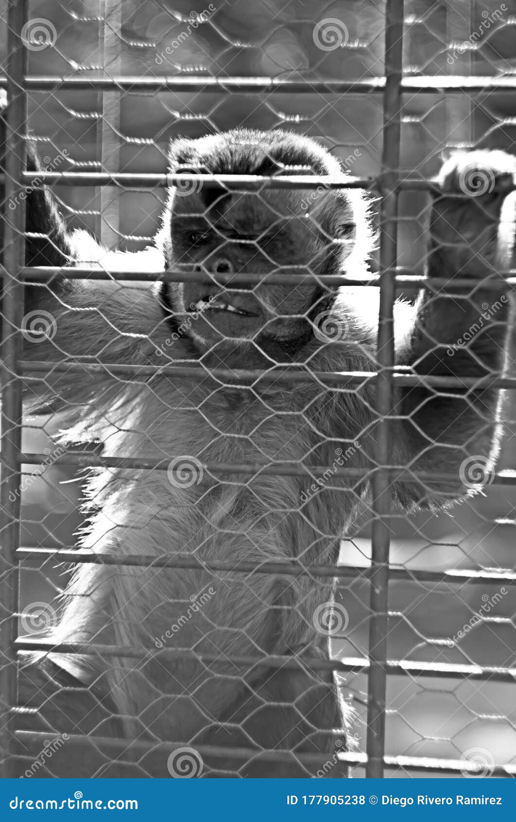 Animal Portrait of a Monkey in a Jail Stock Photo - Image of circus ...