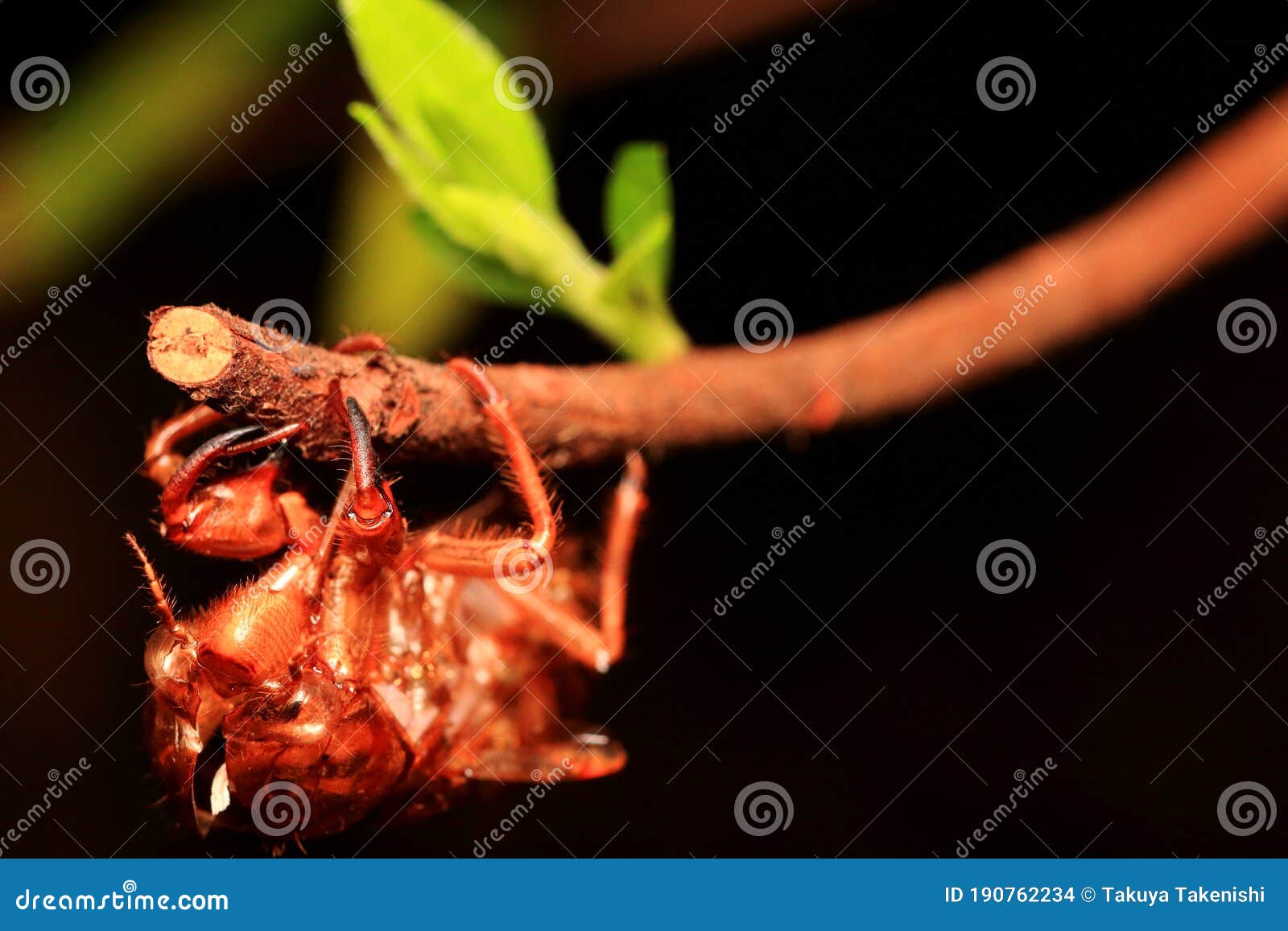 The Shell of the Cicada stock photo. Image of shells - 190762234